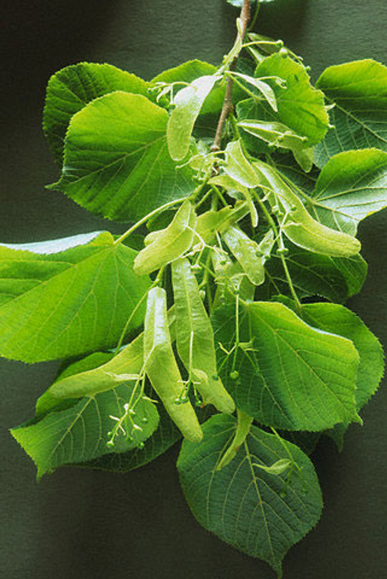 Palangoje dėl Birutės alėjos remonto paaukos liepas - Delfi mokslas