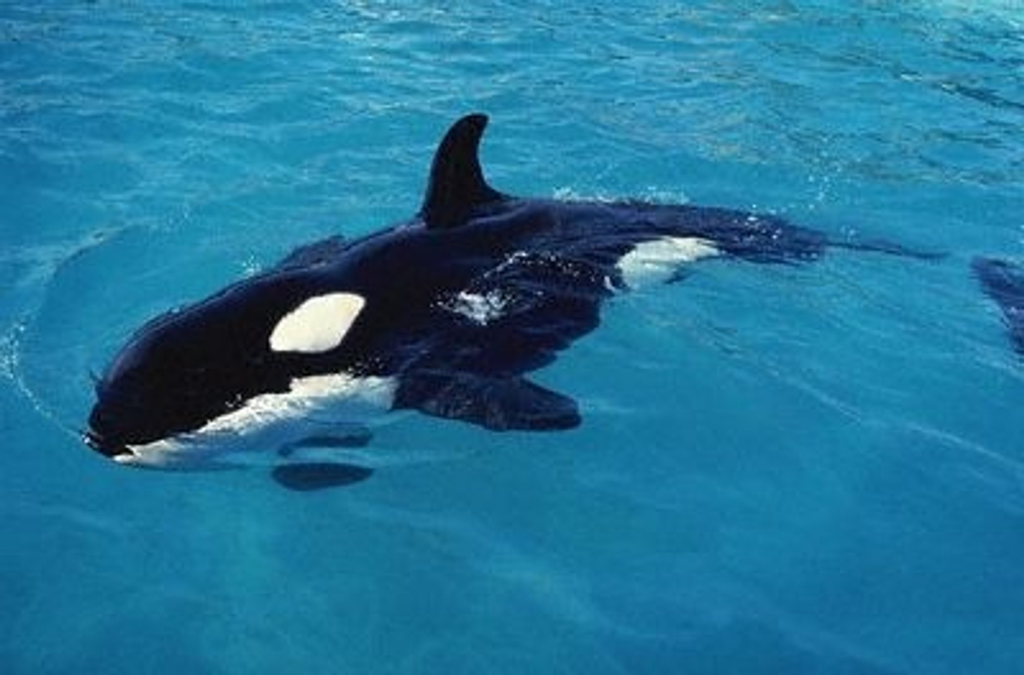 JAV per pasirodymą orka mirtinai sužeidė dresuotoją - Delfi grynas