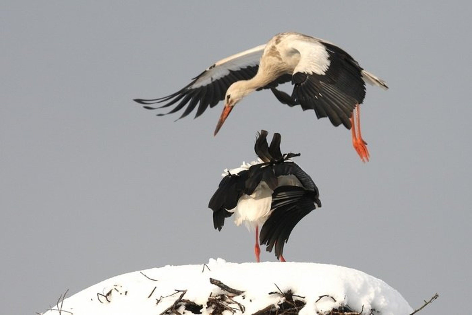 S.Paltanavičius. Iki pat Kalėdų stebino į lizdus grįžtantys gandrai ...