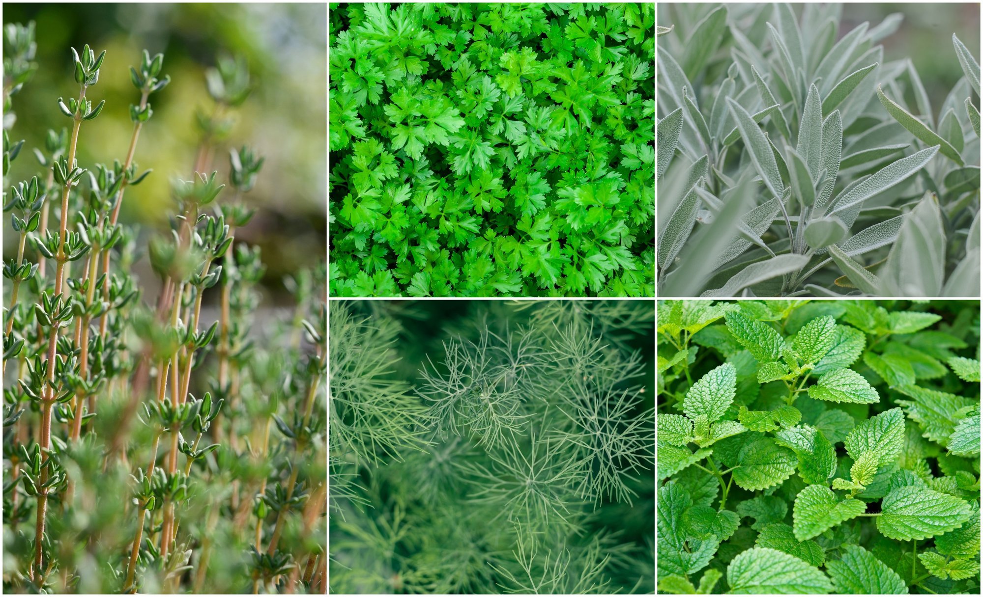 5 žolelės, kurias verta auginti kiekvienam: ne tik pagardins patiekalus ...