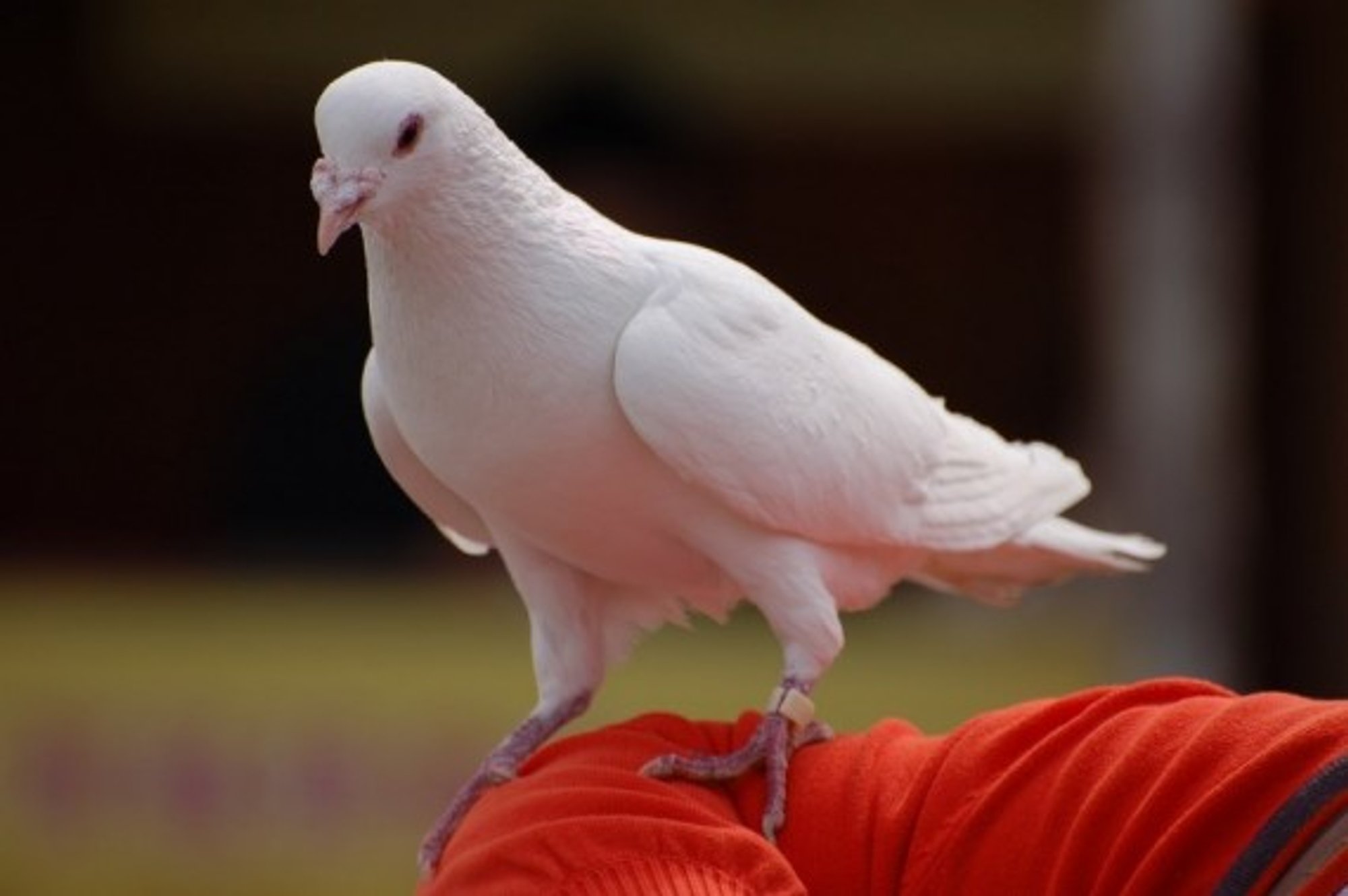 „Pagaminta Kinijoje“ (XVII): Buda Land be karuselių - Delfi veidai