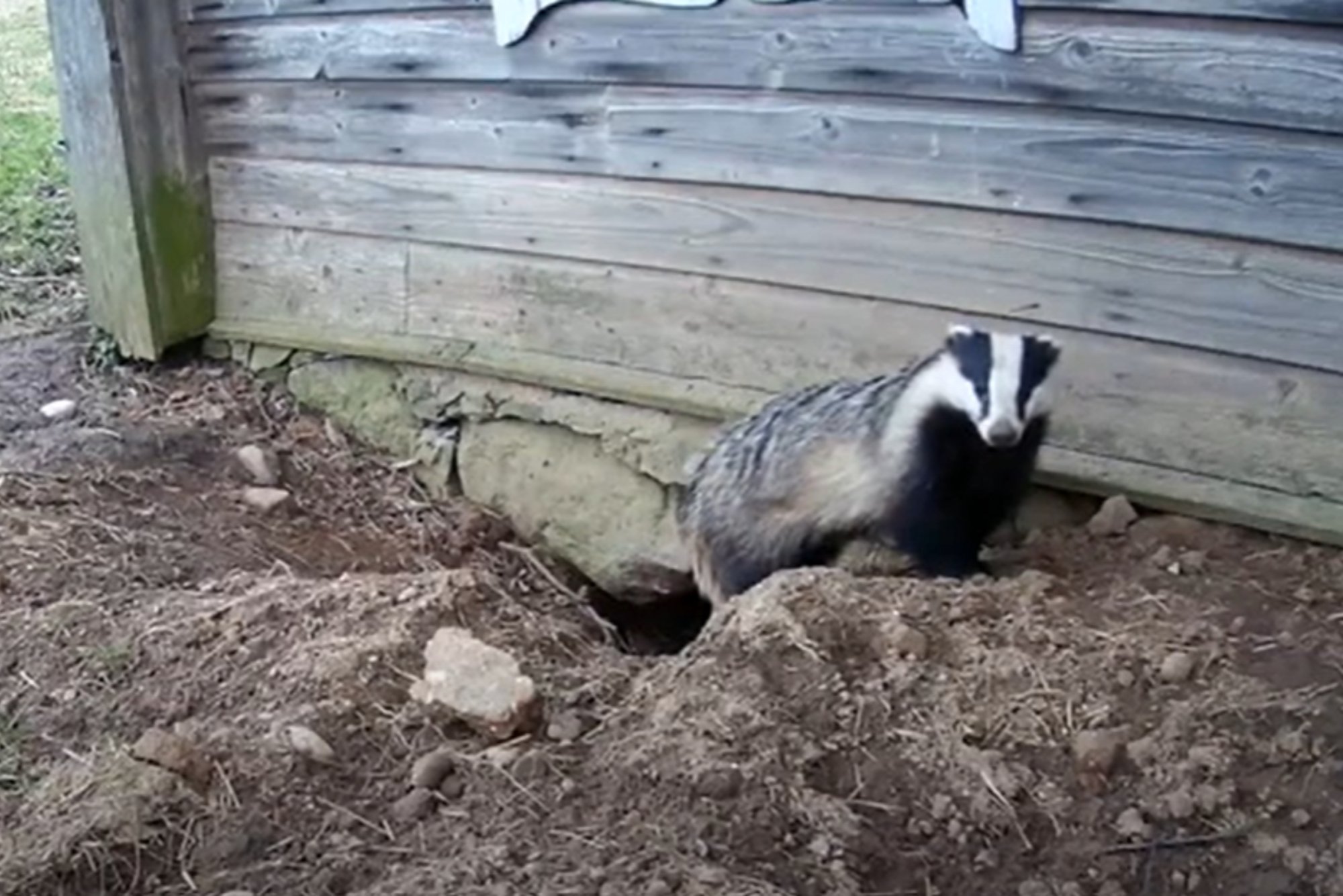 Kristinos sodyboje vėl pasidarbavo barsukai: jau rausiasi guolį po namu ...