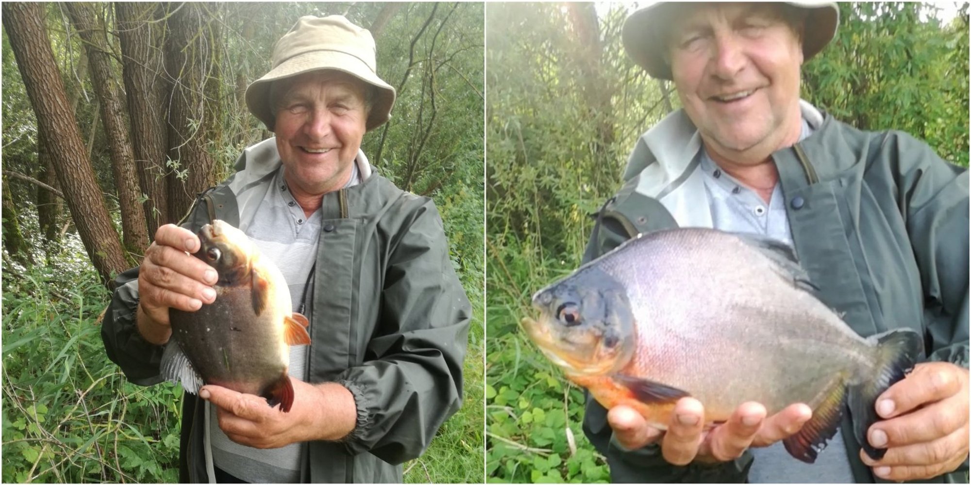 Neįtikėtina, bet faktas – Pakaunės tvenkinyje kimba piranijos - Kablys.lt