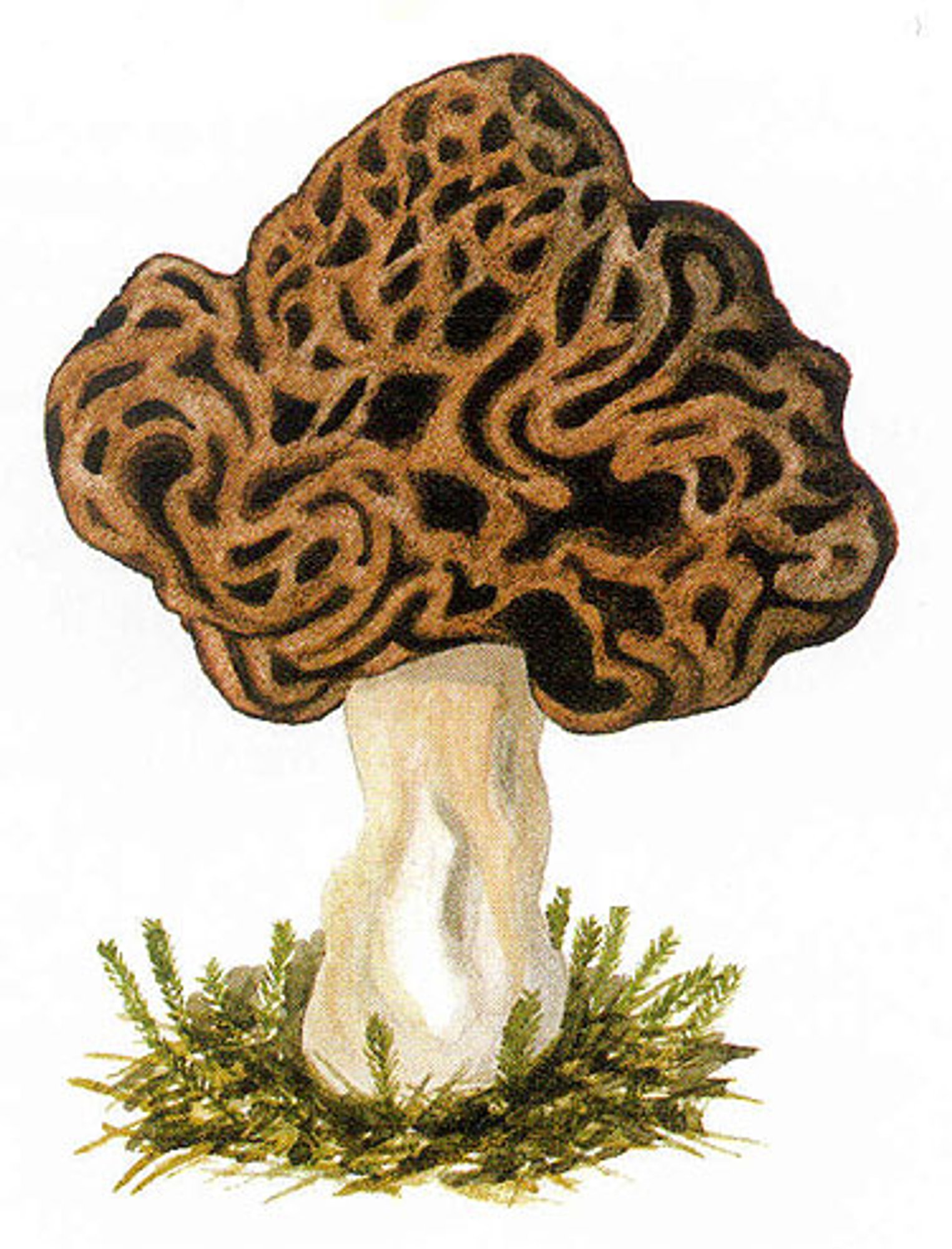 Bobausių nuoviras - pavojingas sveikatai - Delfi sveikata
