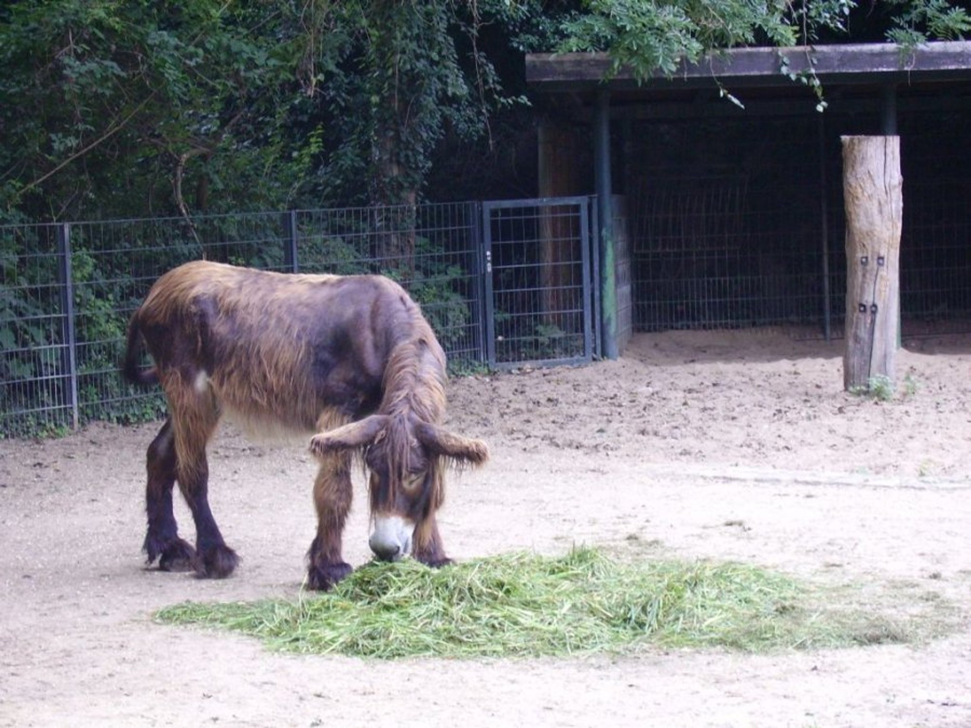 Kaip gyvena gyvūnai viename seniausių Europos zooparkų? - Delfi grynas