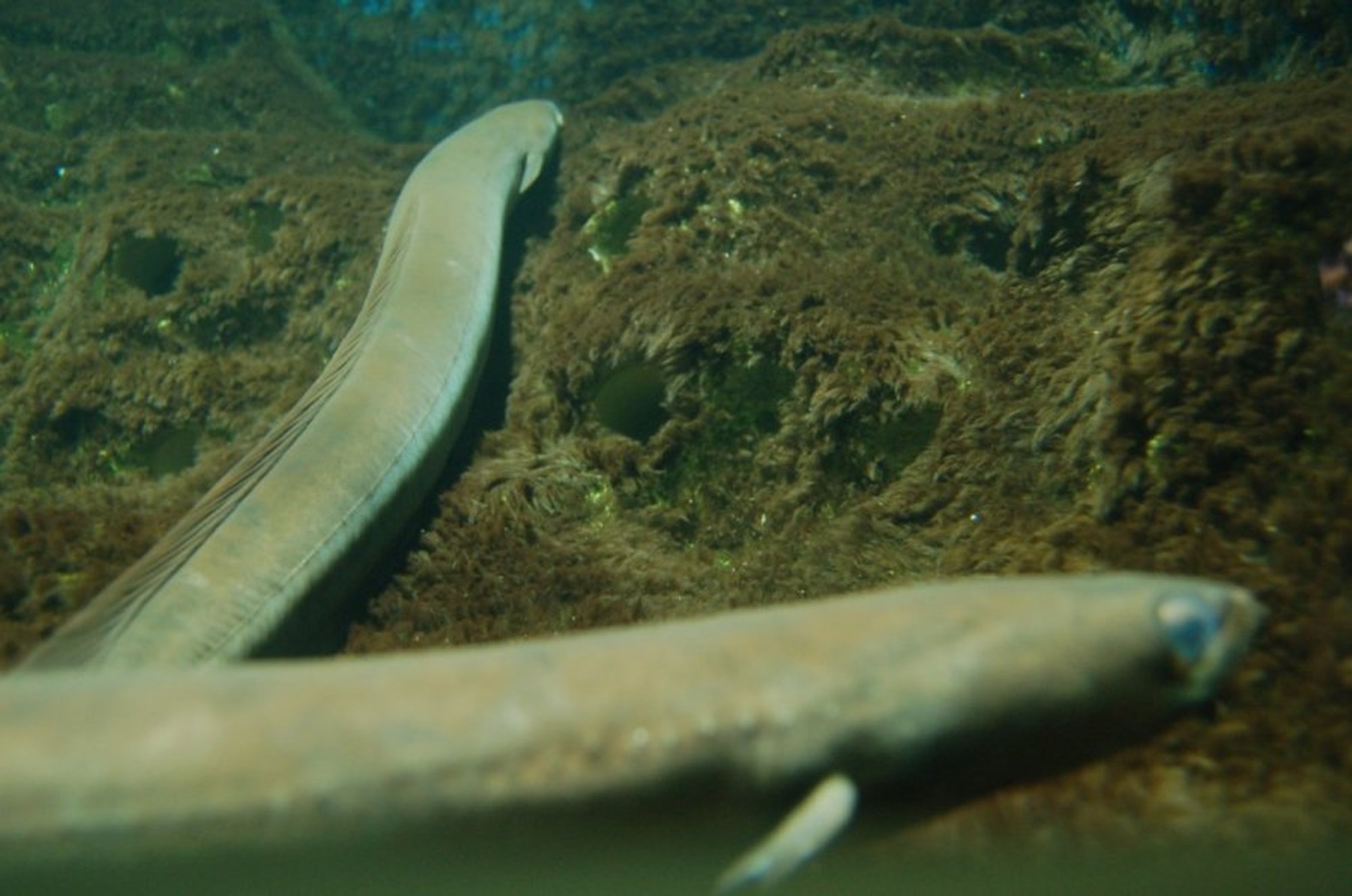 Daugiausia teršalų prikaupusios Baltijos jūros žuvys - brangiausios ...