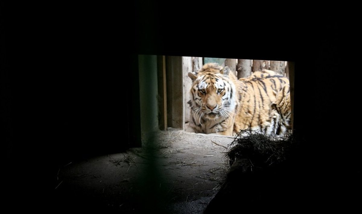 Kviečia praleisti naktį Kauno zoologijos sode - Delfi grynas Kviečia praleisti naktį Kauno zoologijos sode - Delfi grynas