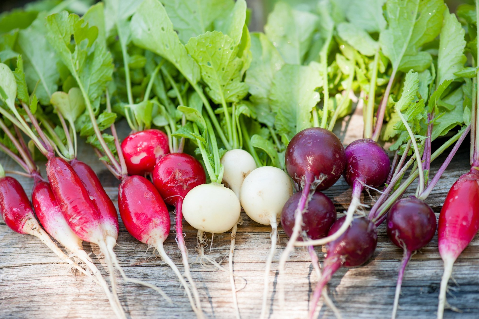 Daržovės iš savo sodo: kaip pradėti auginti ir džiaugtis derliumi ...