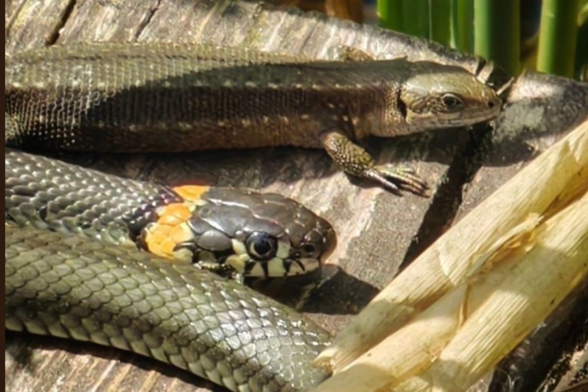 Unikalus kadras, sudominęs net roplių žinovą: paaiškino, kodėl žaltys ...