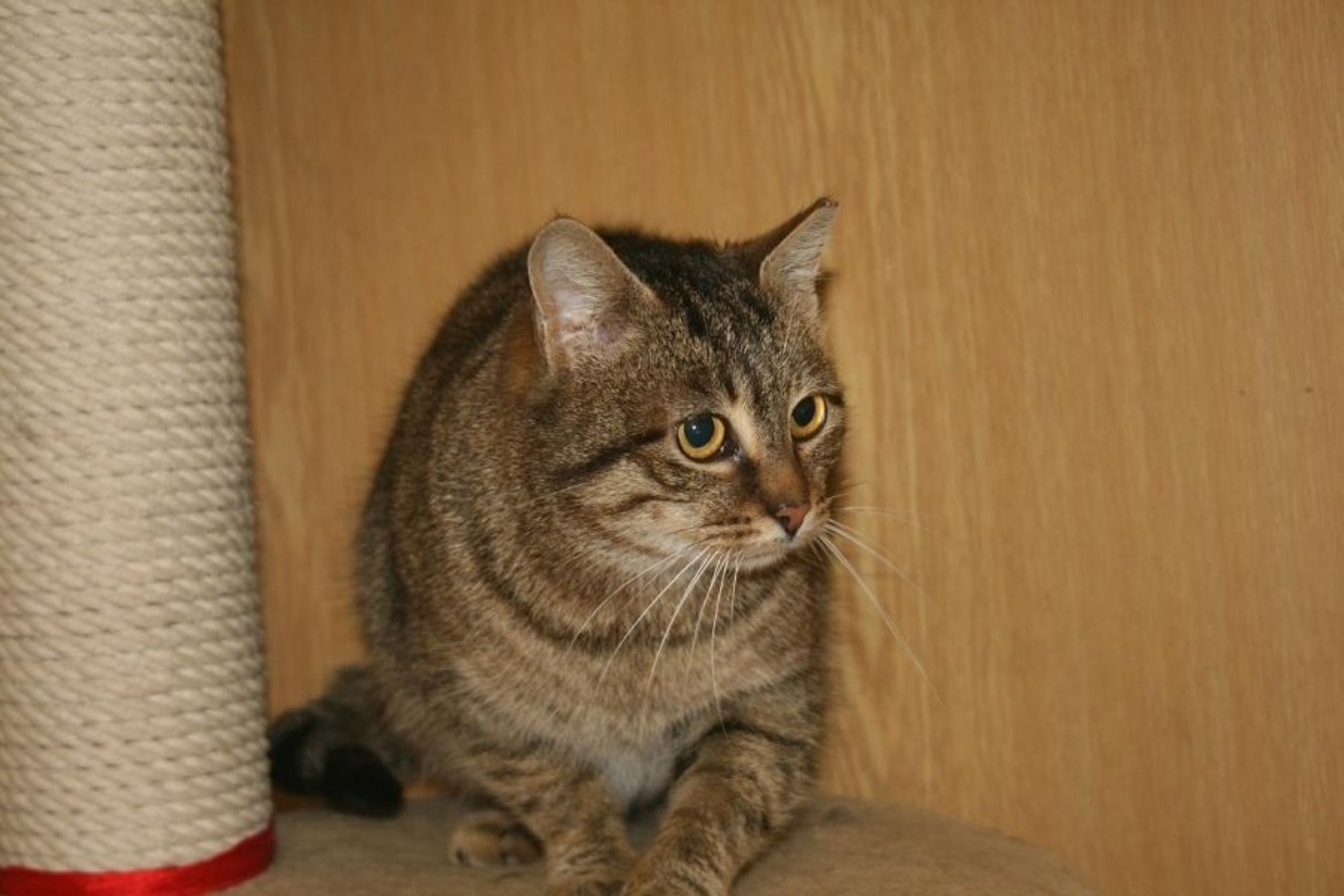 Freska – lietuviška rainė - Delfi pilietis