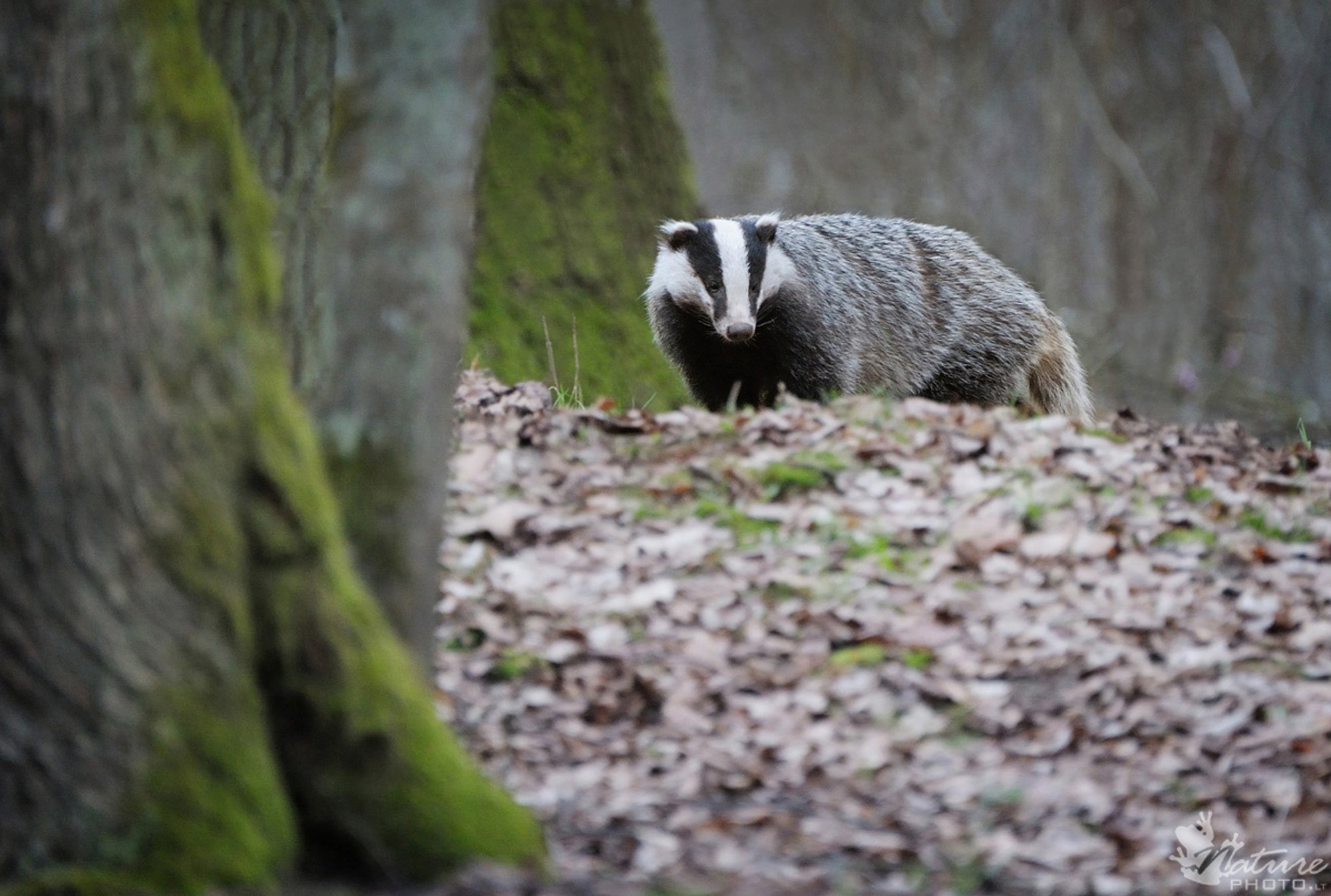 Barsukas iškrėtė staigmeną: dar ilgai tęsis žiema - Delfi gyvenimas