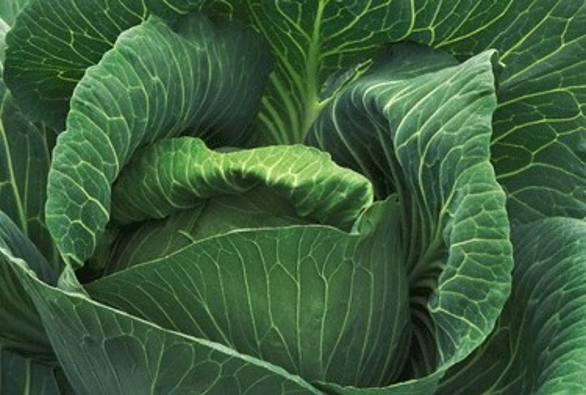 Kopūstas - virškinimo trakto sanitaras - Delfi gyvenimas