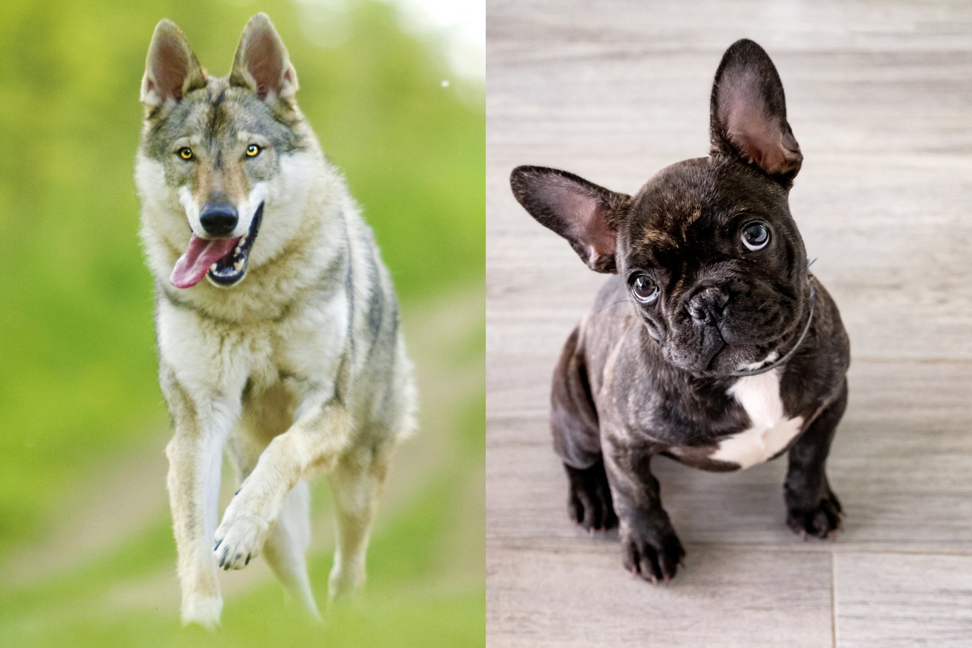 Šunų smegenis ištyrę mokslininkai aptiko netikėtų pakitimų: esminiai ...