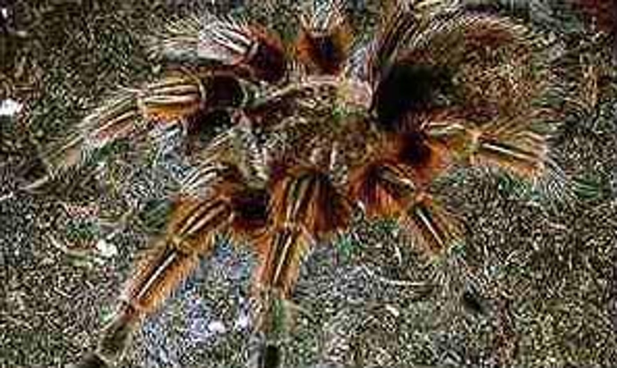 Nuodingi vorai gali išgelbėti gyvybę - Delfi mokslas