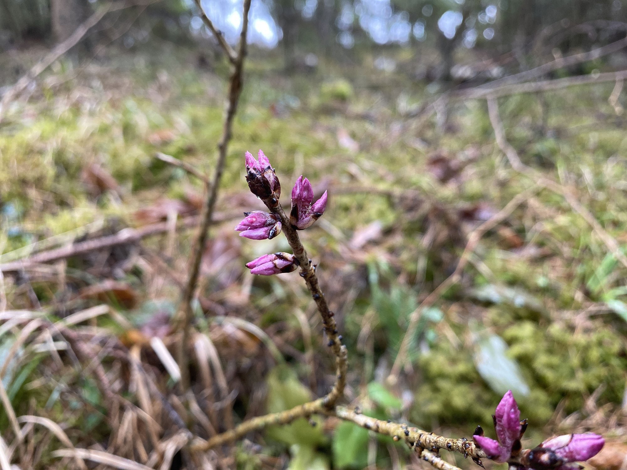 Lietuvoje pražydo labai nuodingas augalas – pakramčius jo šakelę gali ...