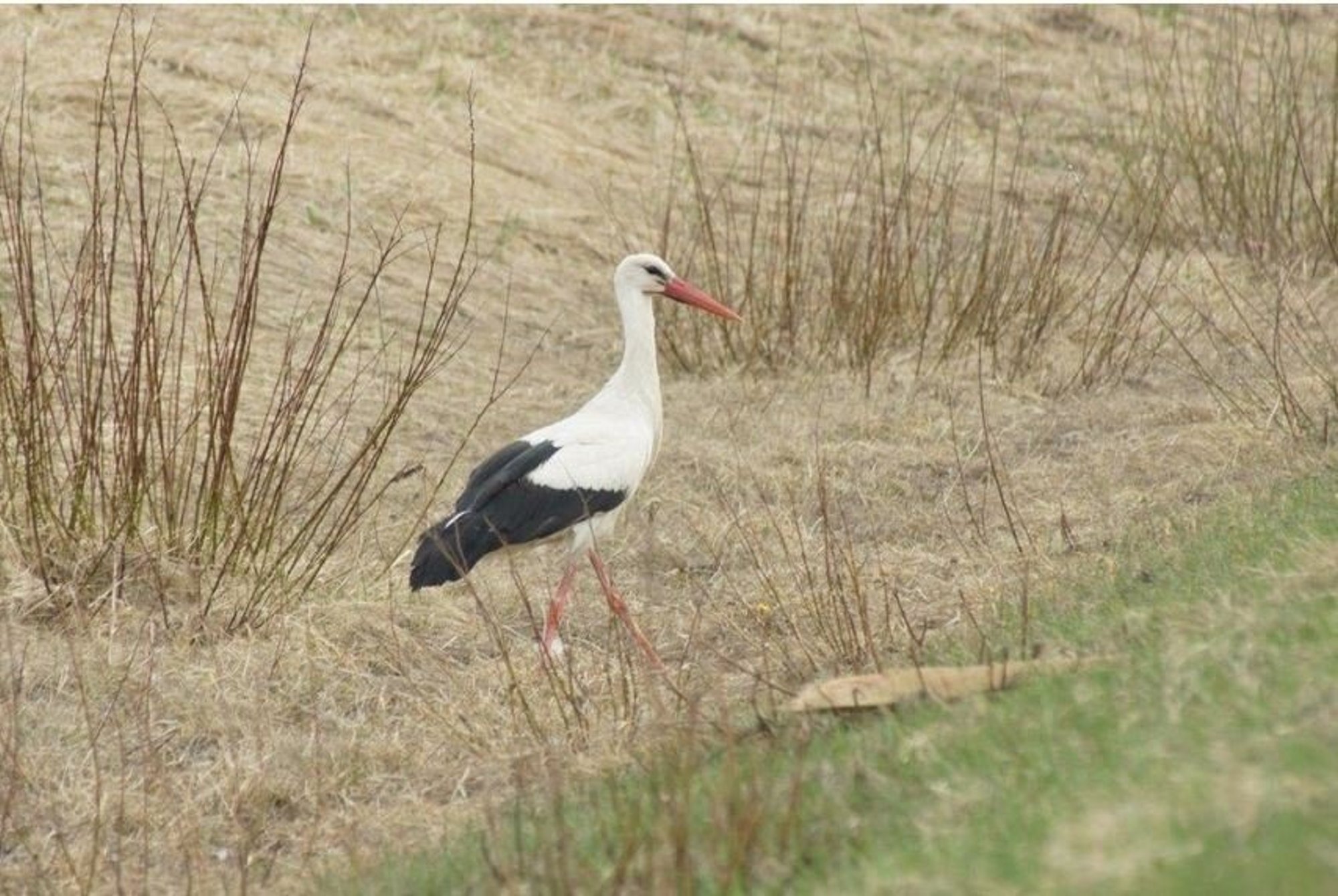 Į Lietuvą sugrįžo gandrai - Delfi grynas