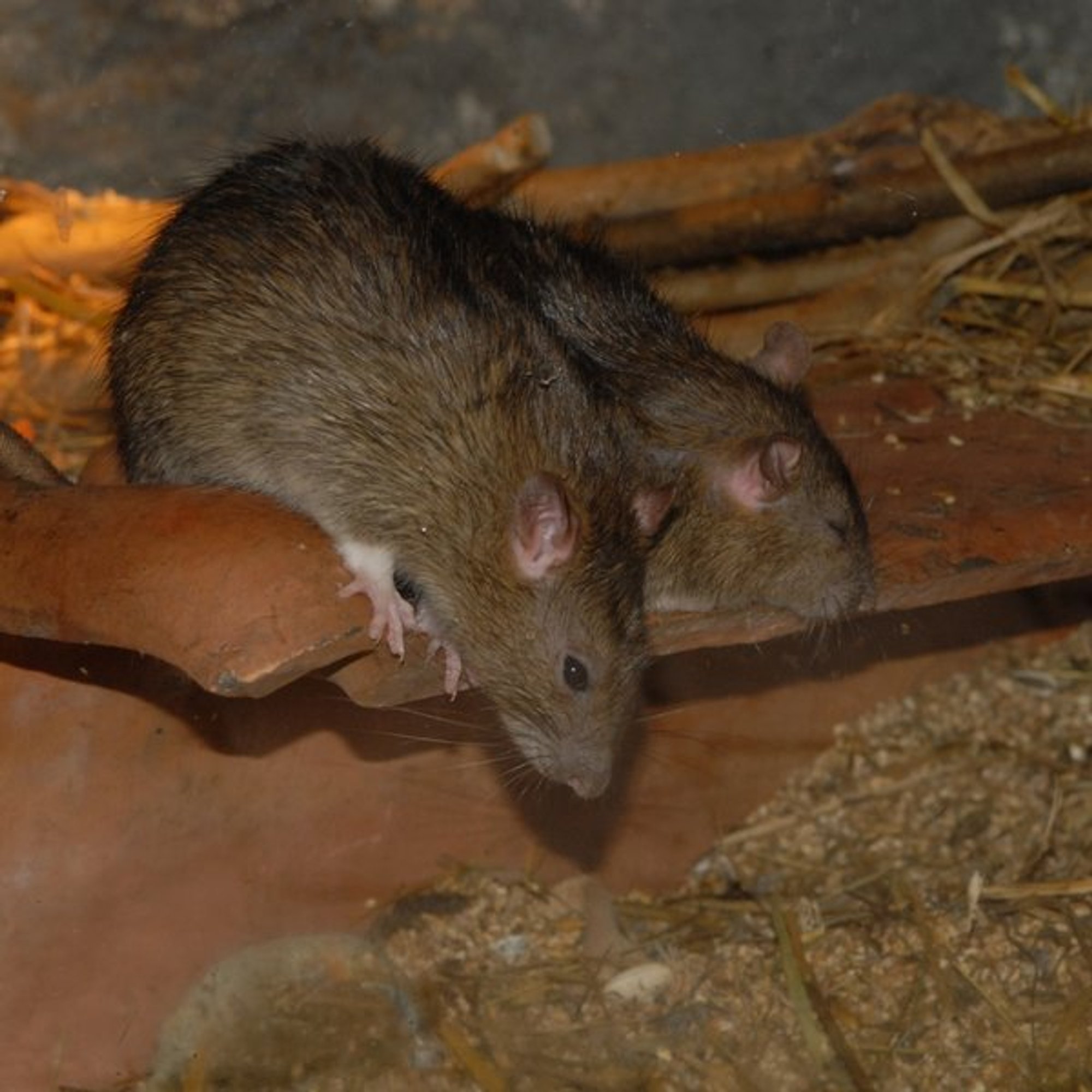 Klaipėdos savivaldybė kovos su žiurkėmis - Delfi grynas