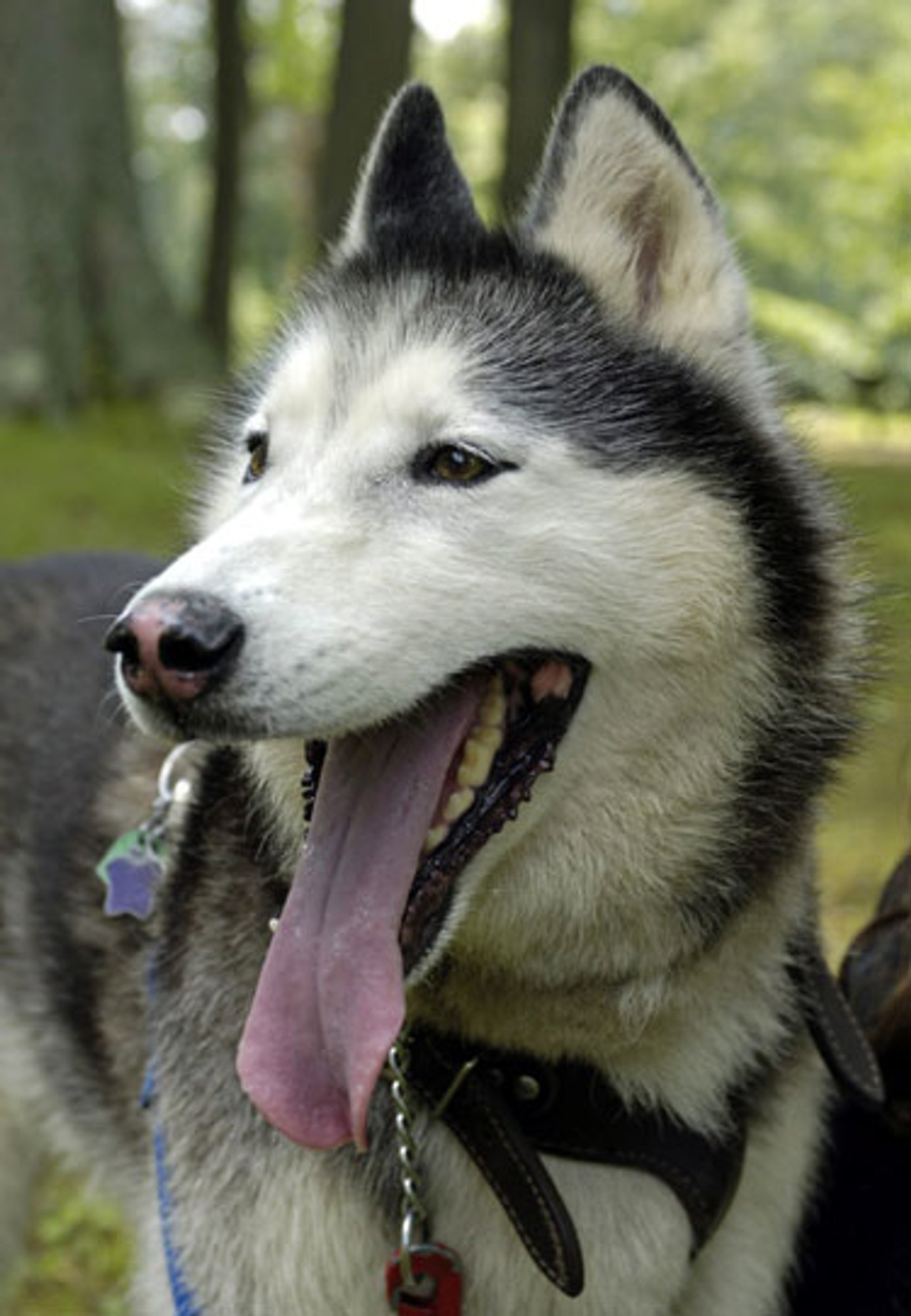 Sibiro haskis - linksmuolis su klevo lapo žyme - Delfi mokslas