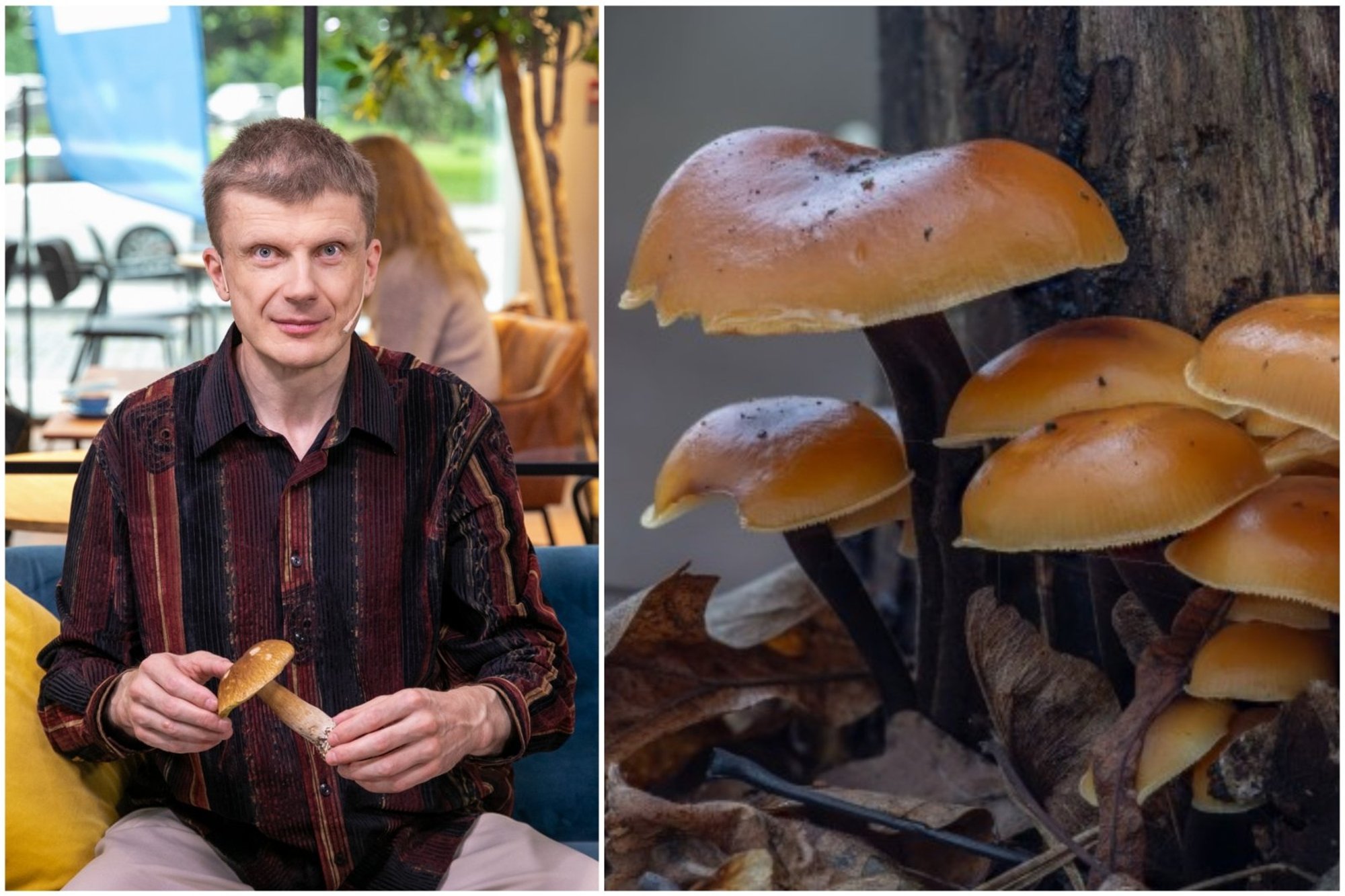 Miškuose pasirodė lietuvių mėgiami valgomi grybai: ne tik įdomūs, bet ...