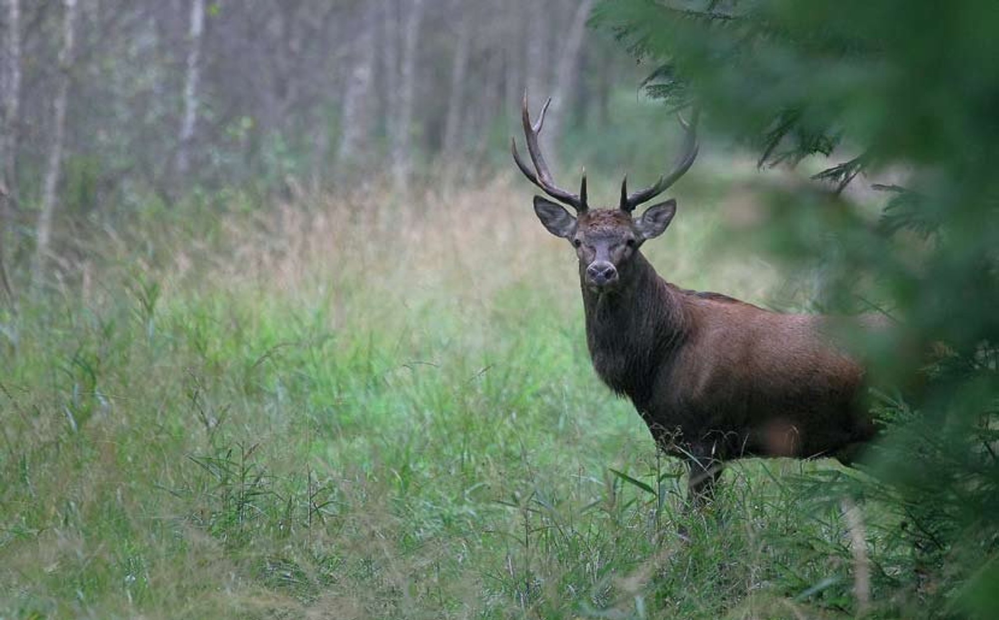 Gamtos fotografo dienoraštis: baubiančių elnių metas - Delfi grynas