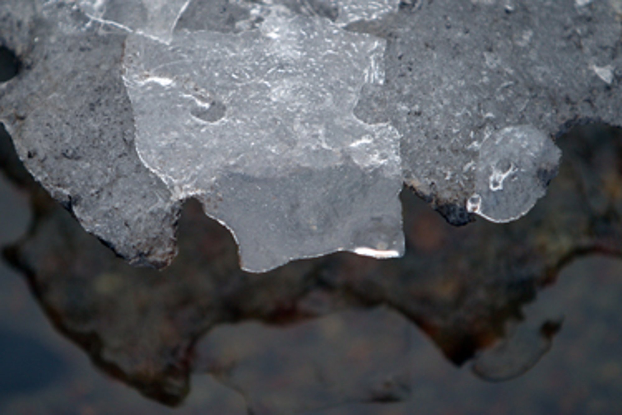 Ledas už žuvies kainą - Delfi verslas