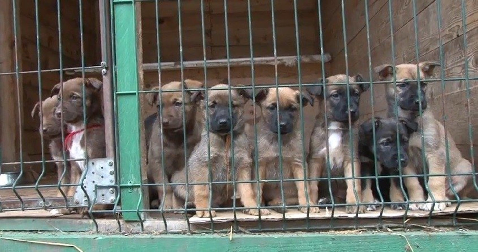 Gyvūnų prieglaudos savanorė: gyvūnų auginti „prie būdos“ neatiduodame ...