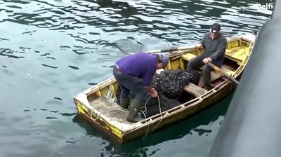 Aptikta milžiniška midija: kaip tokia užaugo? - Delfi mokslas