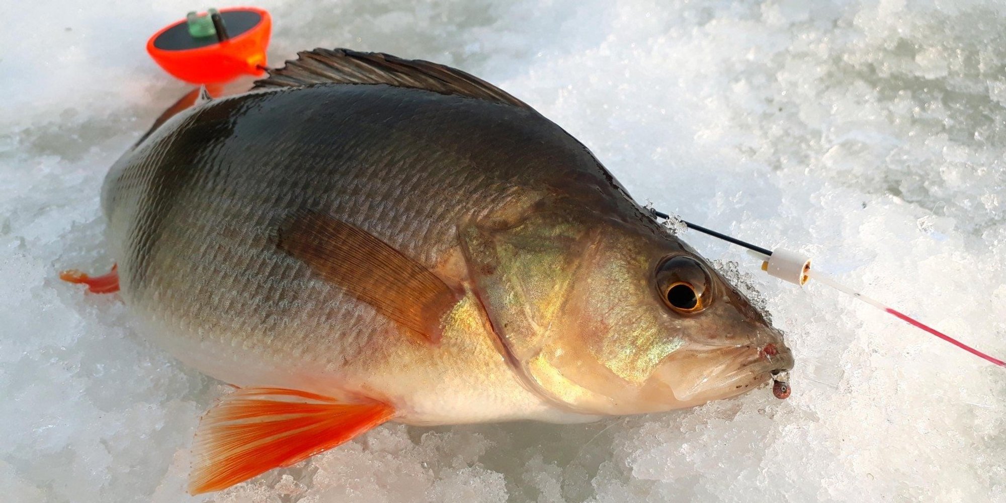 Maži masalai – didelės žuvys: kodėl kartais verta ypač „susimažinti ...