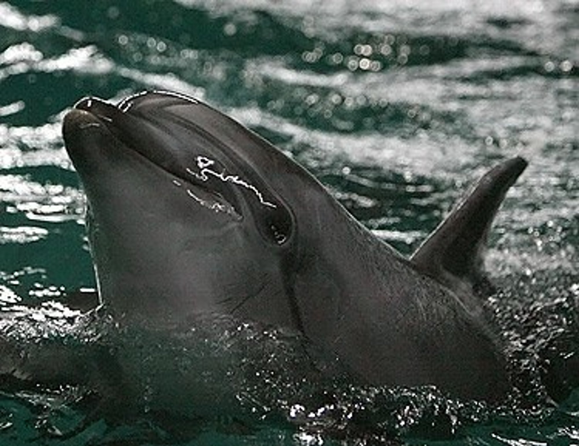 Prieš valgį delfinai pasiruošia maistą kaip tikri virėjai - Delfi grynas