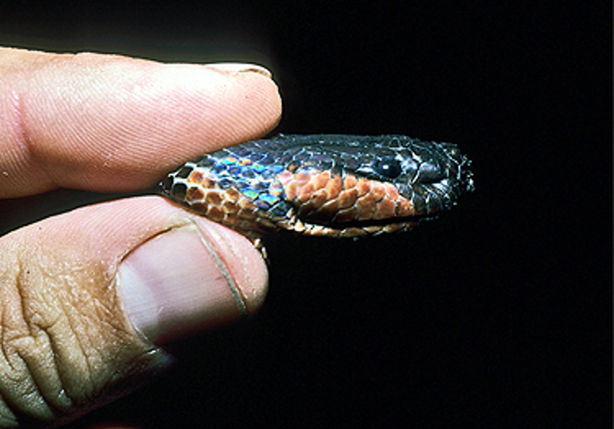 Gyvatė, kuri maitinasi nuodais - Delfi mokslas