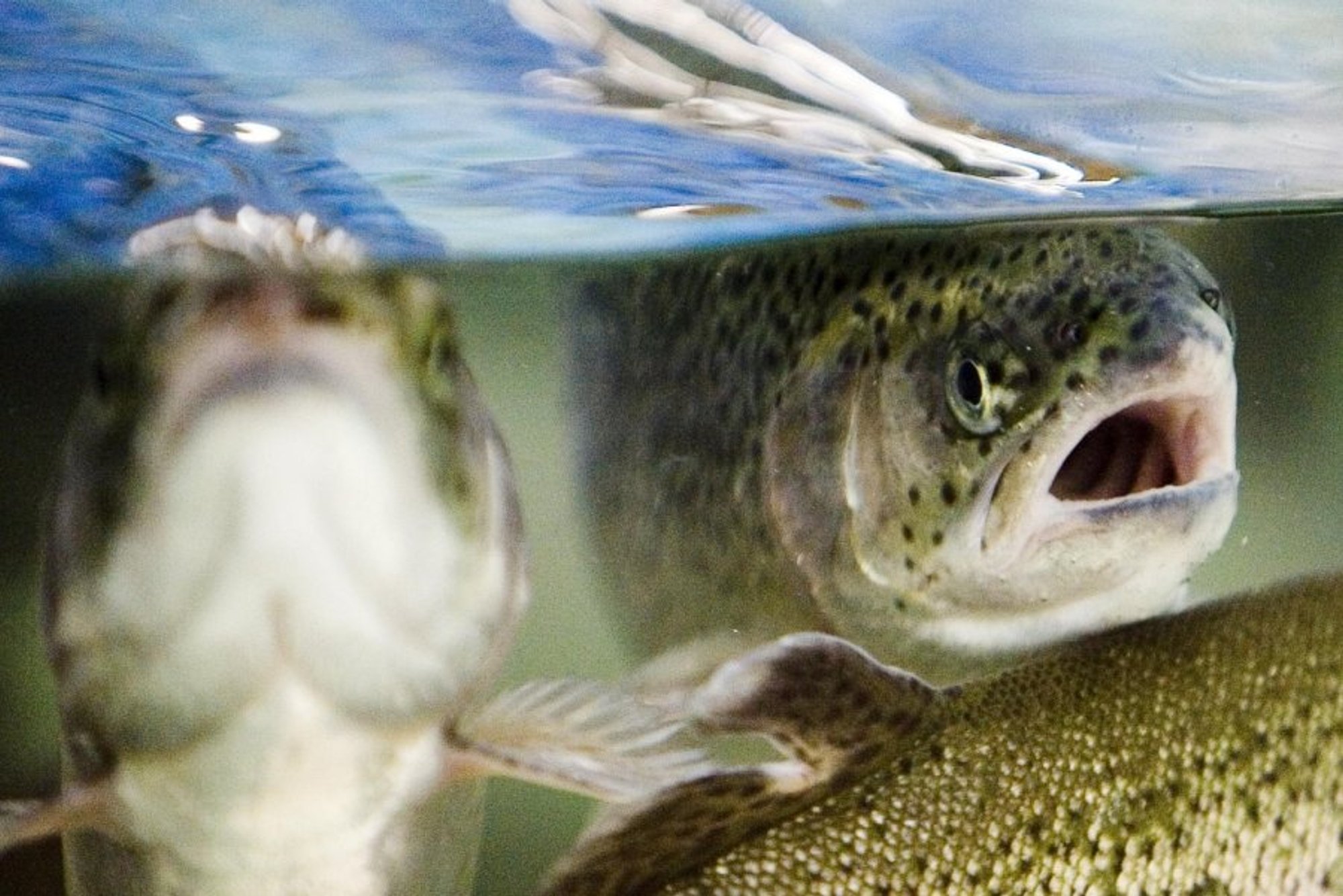 Gyva žuvis plastikiniame maišelyje - įprasta Lietuvoje, bet ...