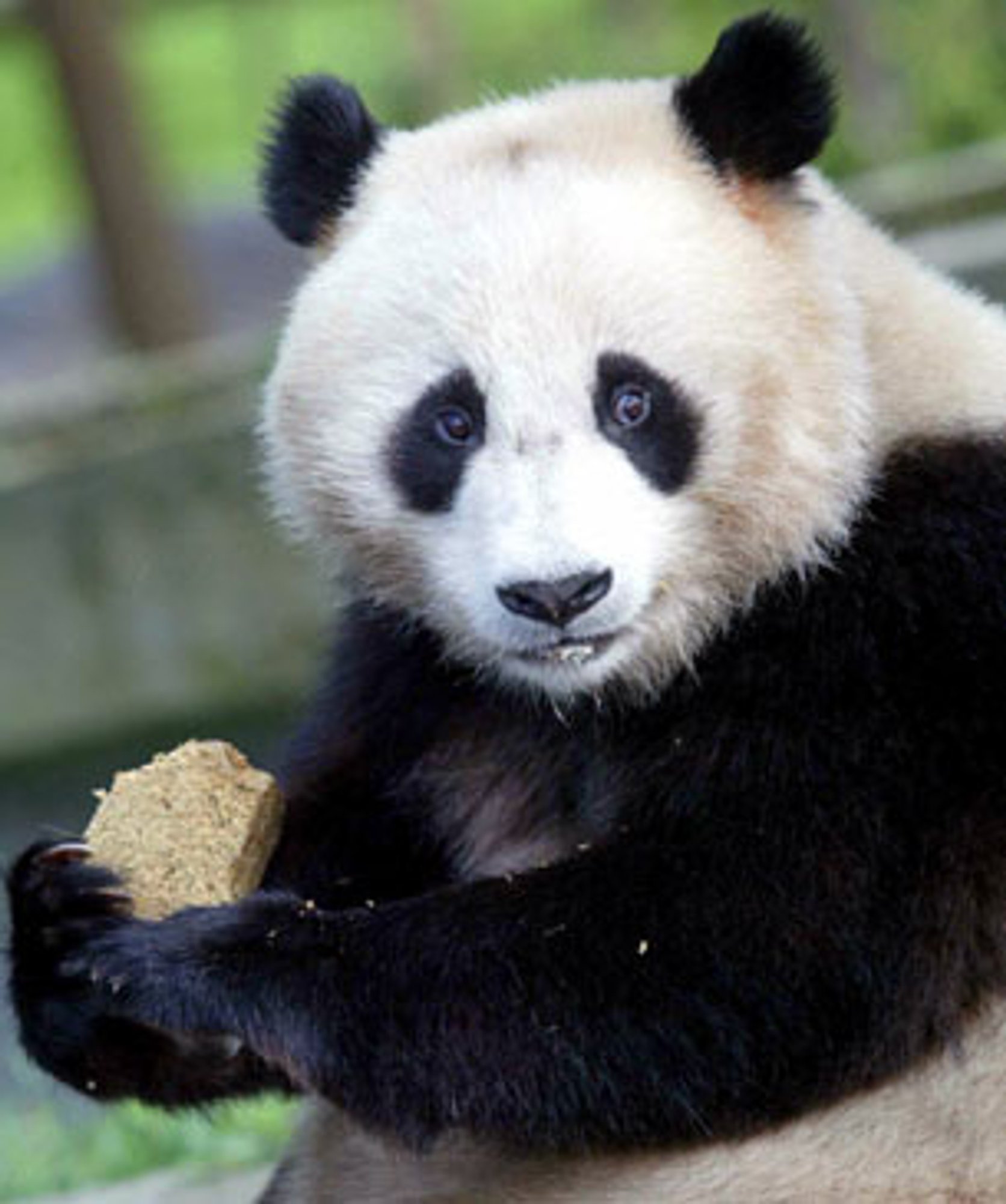 Mokslininkai tyrinės seksualinį pandų gyvenimą - Delfi mokslas