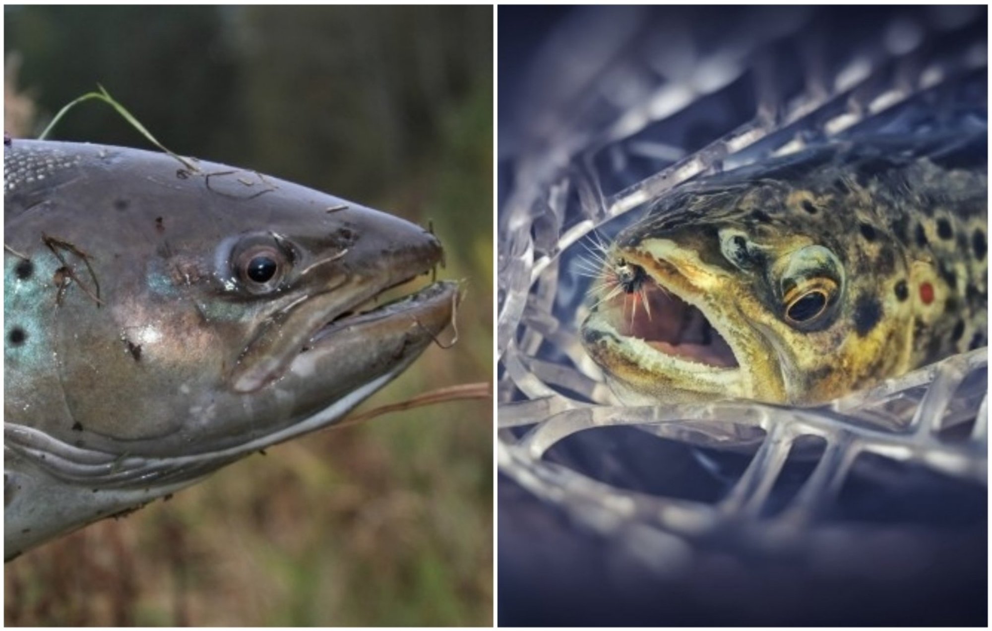 Šlakis ar margasis upėtakis? - Kablys.lt