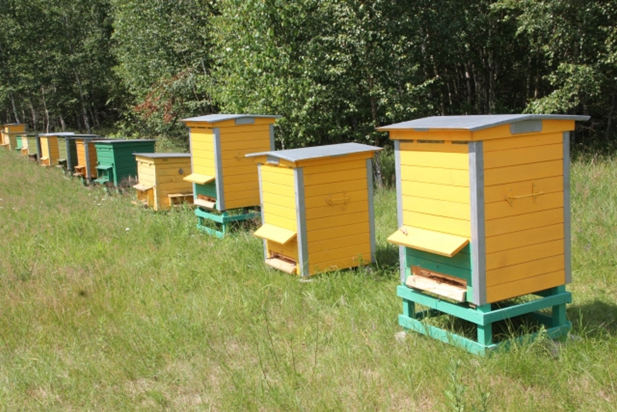 120 million EUR will be provided for European beekeepers - Delfi EN