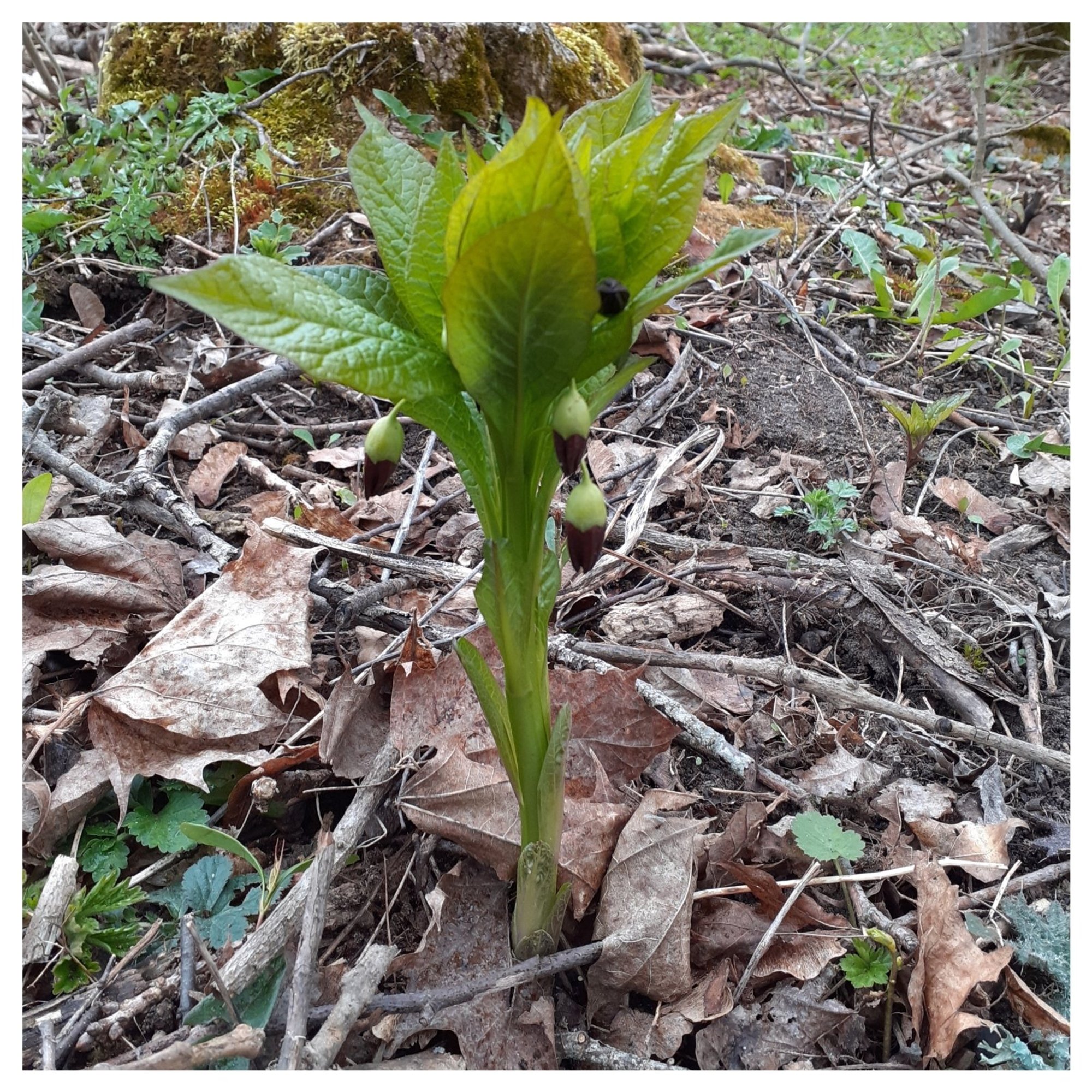 Skaitytojo klausimas: ar mano nufotografuotas augalas – nuodingas ...