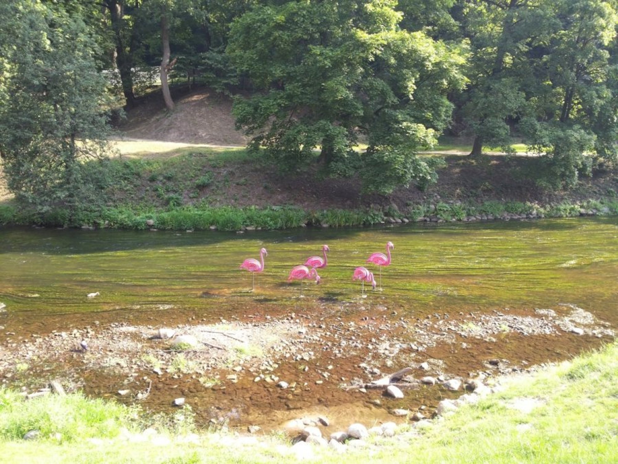 Per pačius karščius Vilniuje įkurdinti flamingai - Delfi grynas