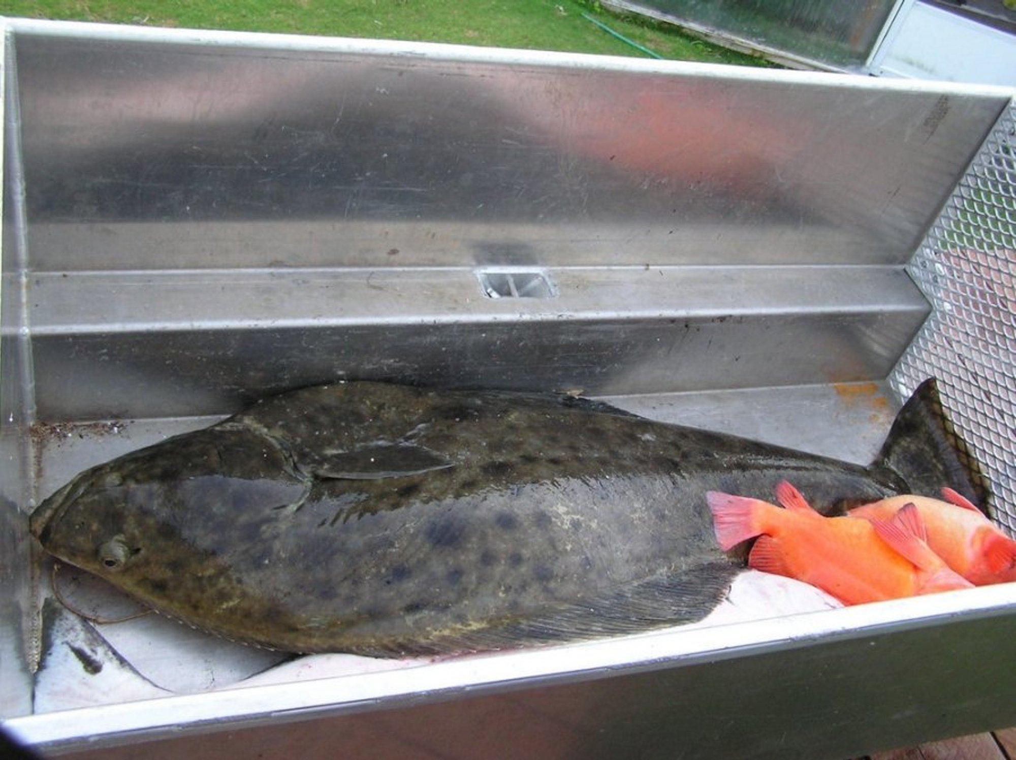 Paltusas ir juodasis paltusas. Hippoglossus hippoglossus, Reinhardtius ...