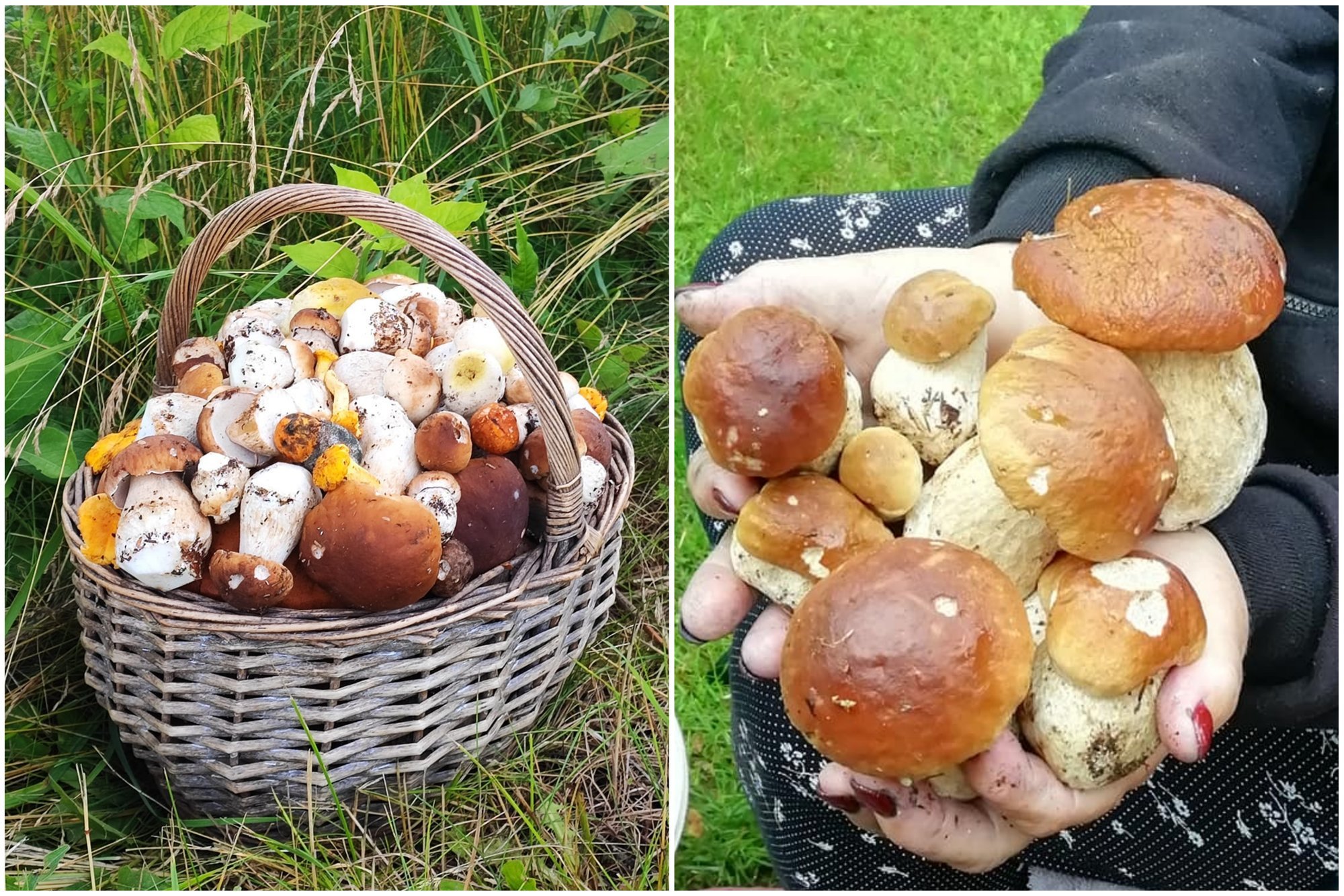 Kokių grybų ir kur ieškoti šiuo metu: gamtininkas išdavė grybingiausias ...