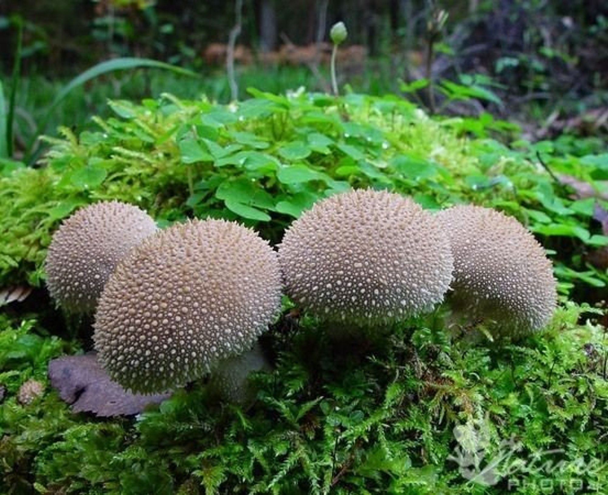 Ar pažįstate Lietuvos grybus? - Delfi grynas