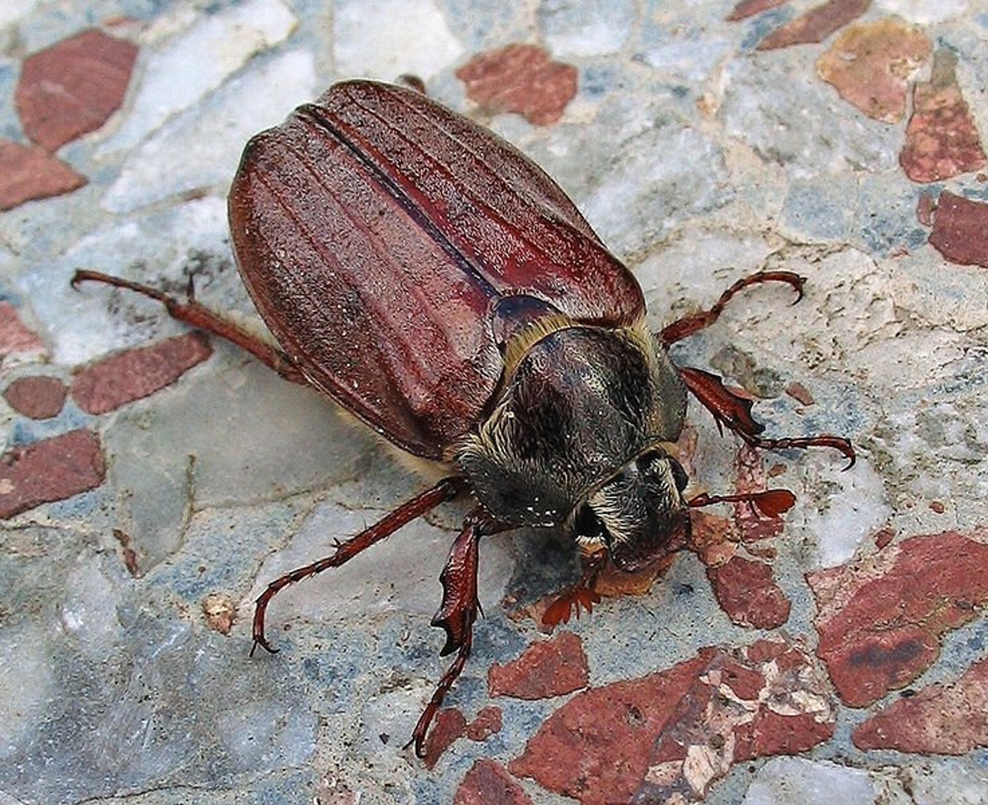 Lietuvos bioįvairovė. Paprastasis grambuolys - Delfi grynas