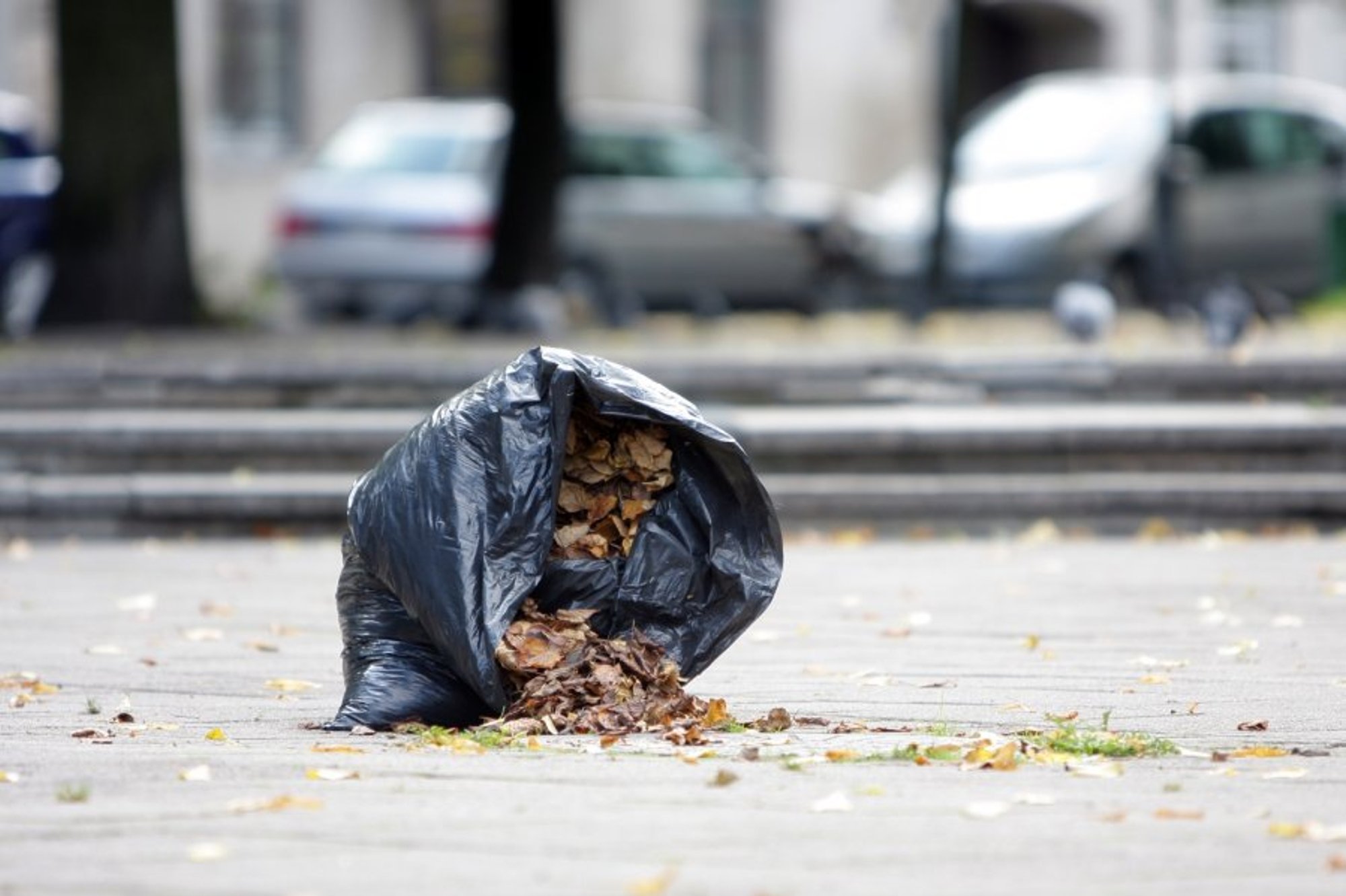 Miške rastas maišelis su žmogaus kaulais, odinių drabužių liekanomis ...