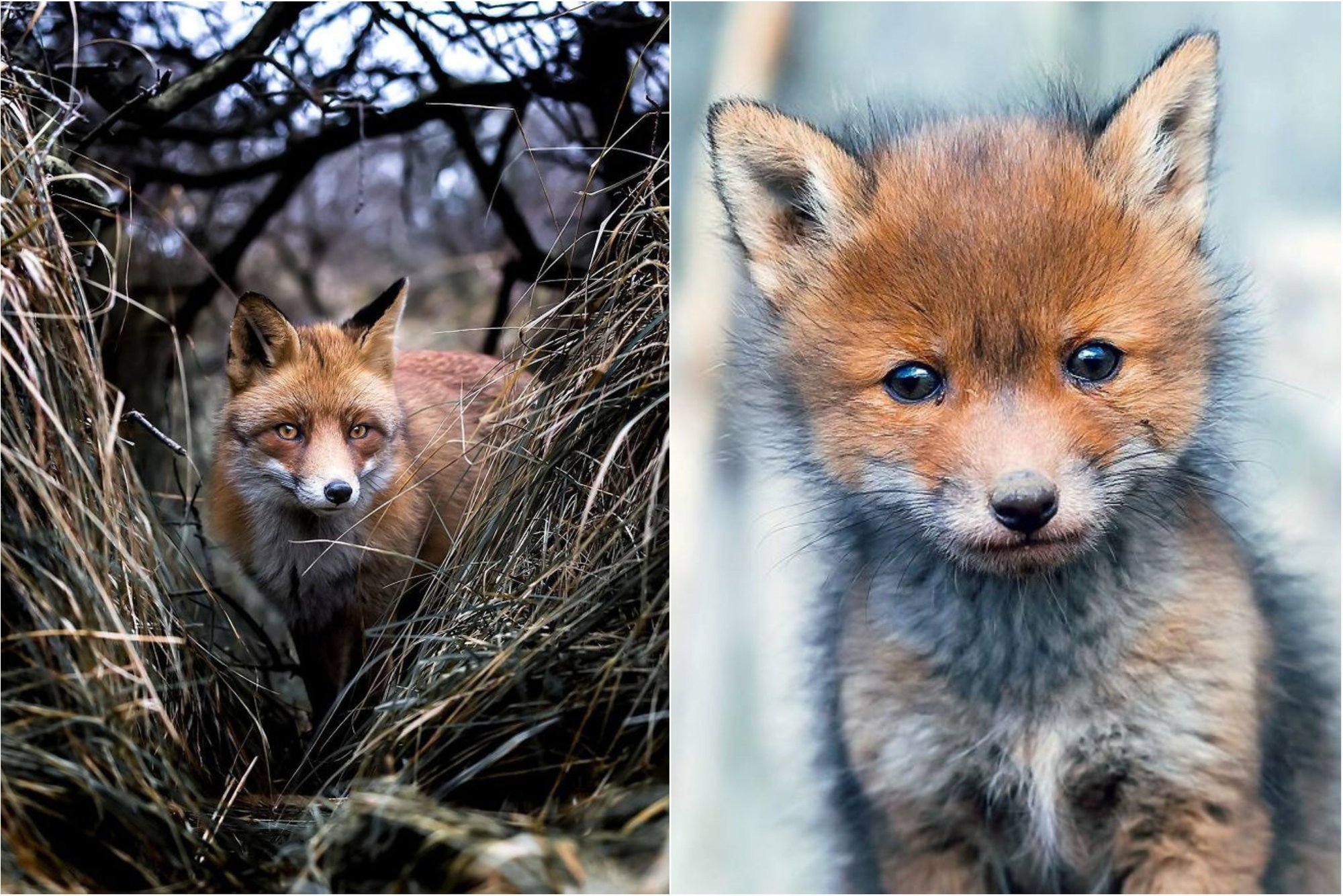 Lapės lyg iš pasakos: tik pažiūrėkite, kokios jos žavios - Letena.lt
