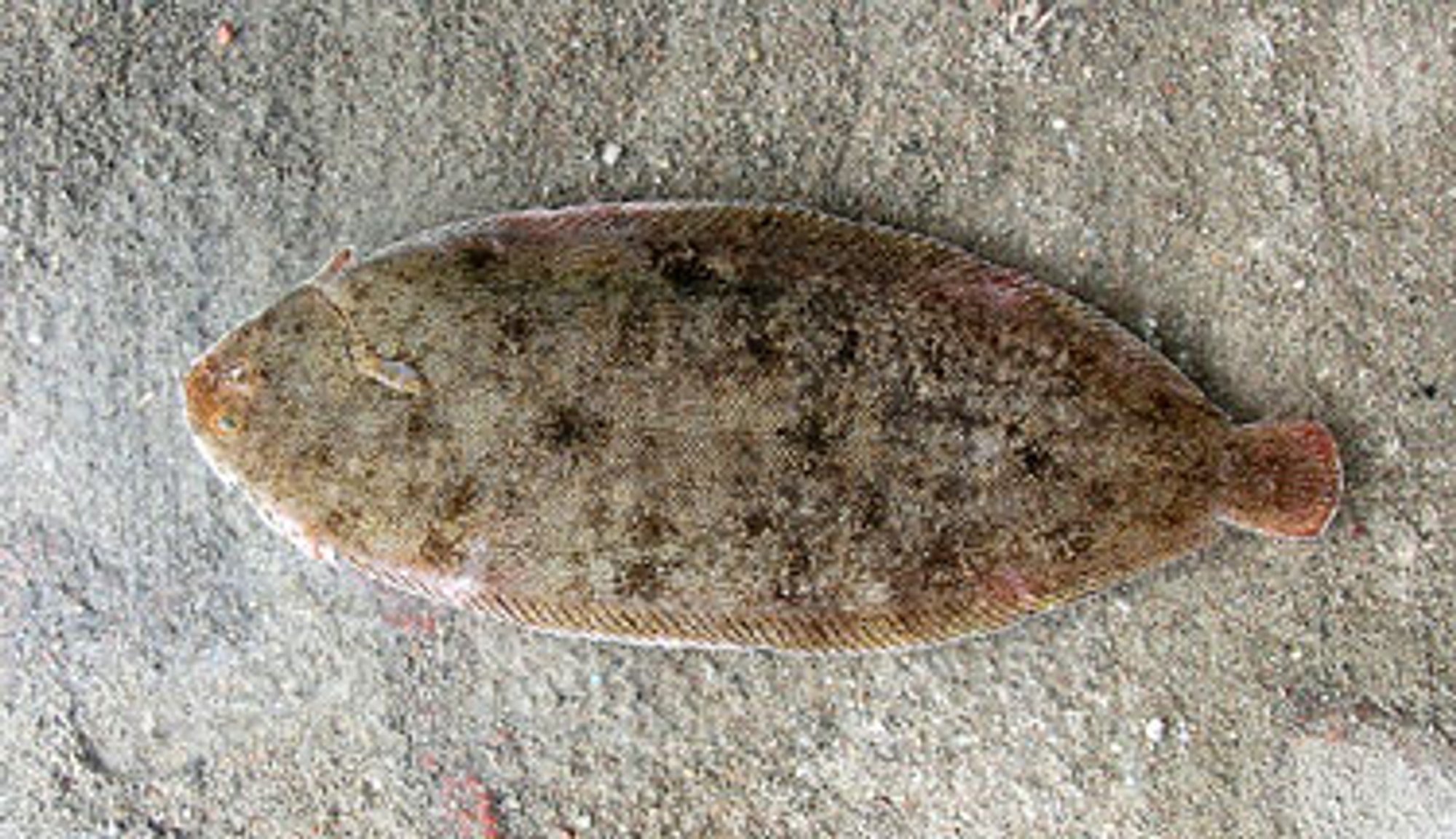 Prie Šventosios sugauta nematyta žuvis – jūrų liežuvis (foto) - Delfi ...