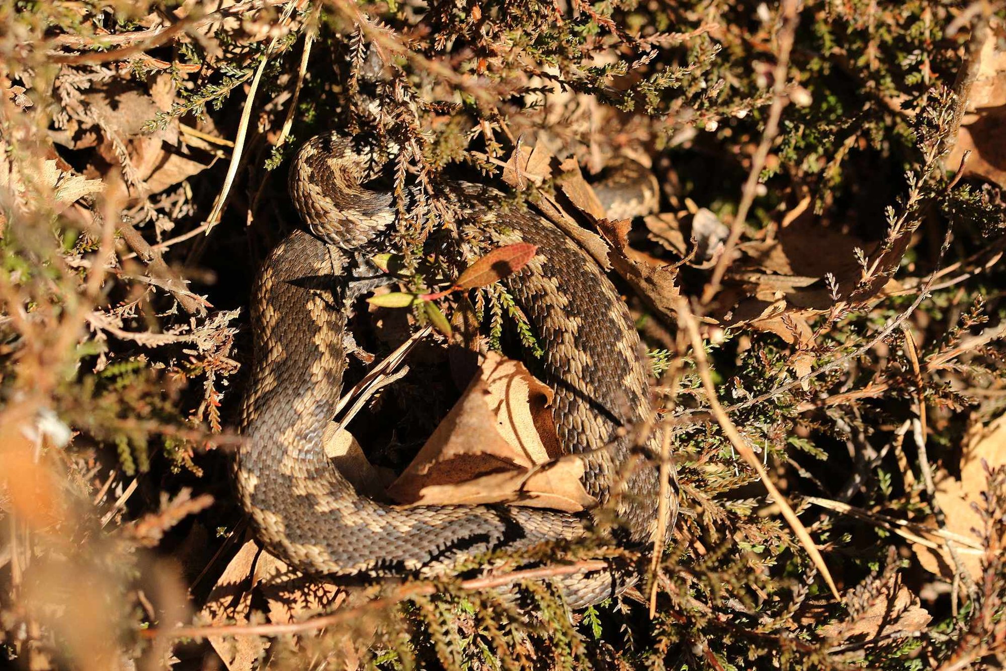 Pavasariška šiluma pabudino gyvates: kaip atskirti žaltį nuo angies ir ...