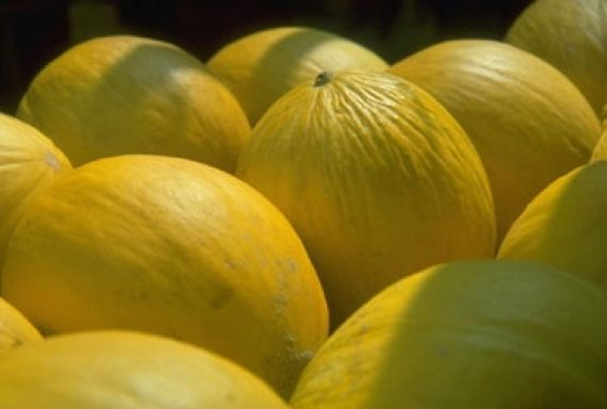 Melionai – saulės vaikai Žemėje - Delfi gyvenimas