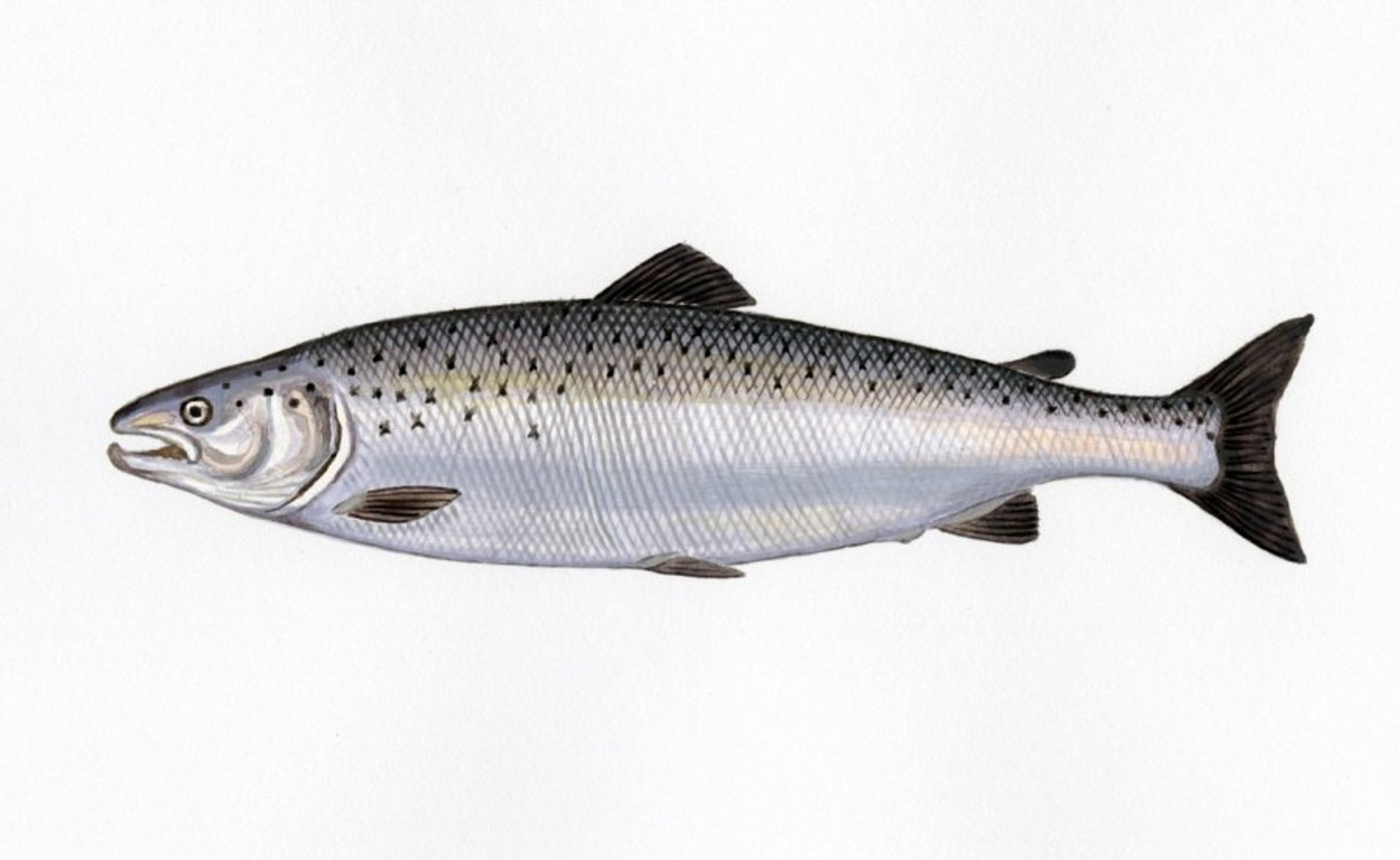 Upių gražuolė - lašiša - Delfi grynas