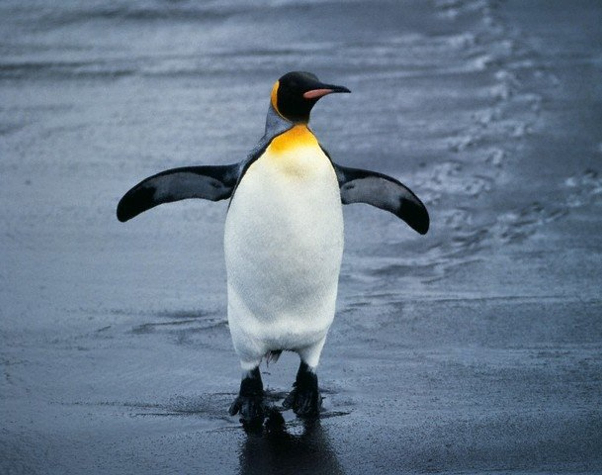 Paklydęs pingvinas pasirodė toli nuo namų Antarktidoje - Delfi grynas