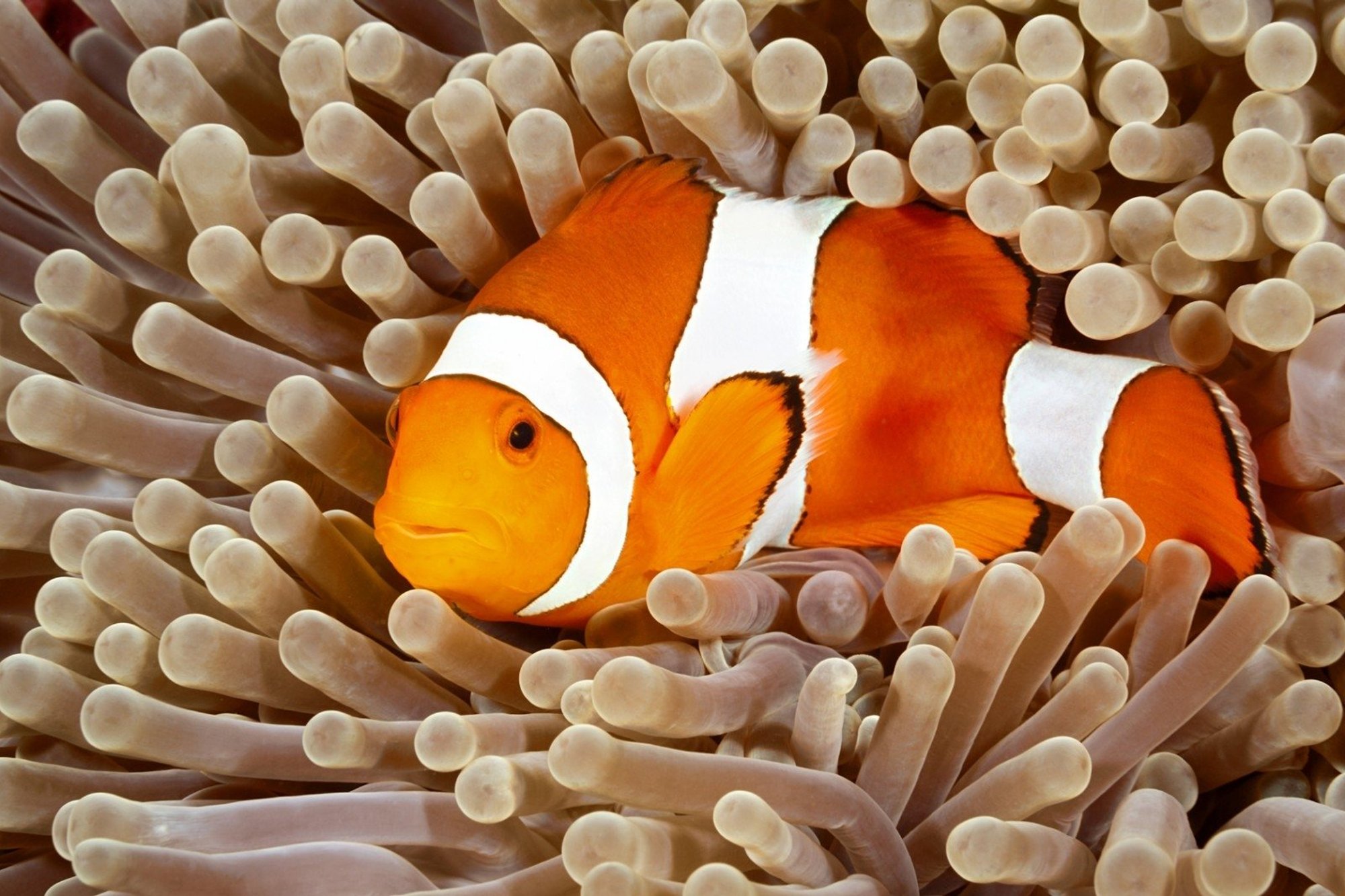 Tokių žuvų dar nematėte: nuo jūrų angelų iki jūrų klounų - Kablys.lt