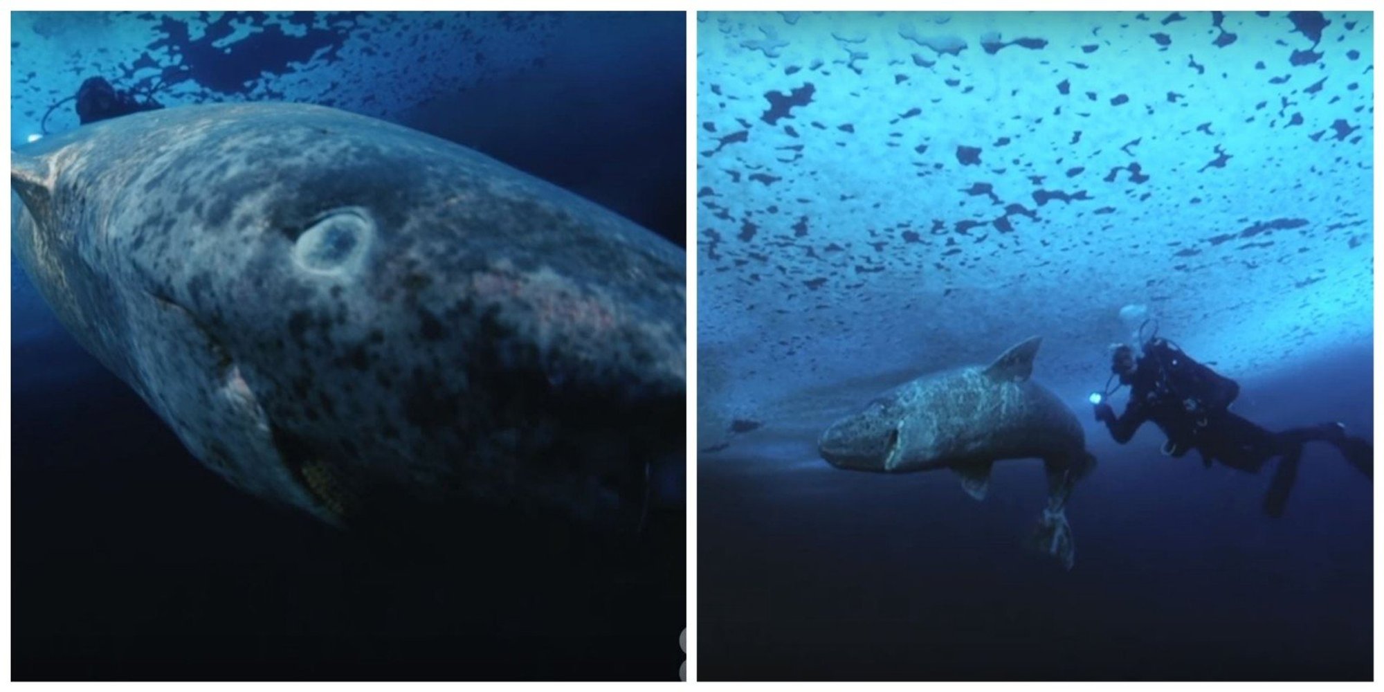 Net 600 metų gyvenantys rykliai gali atskleisti ilgaamžiškumo paslaptis ...