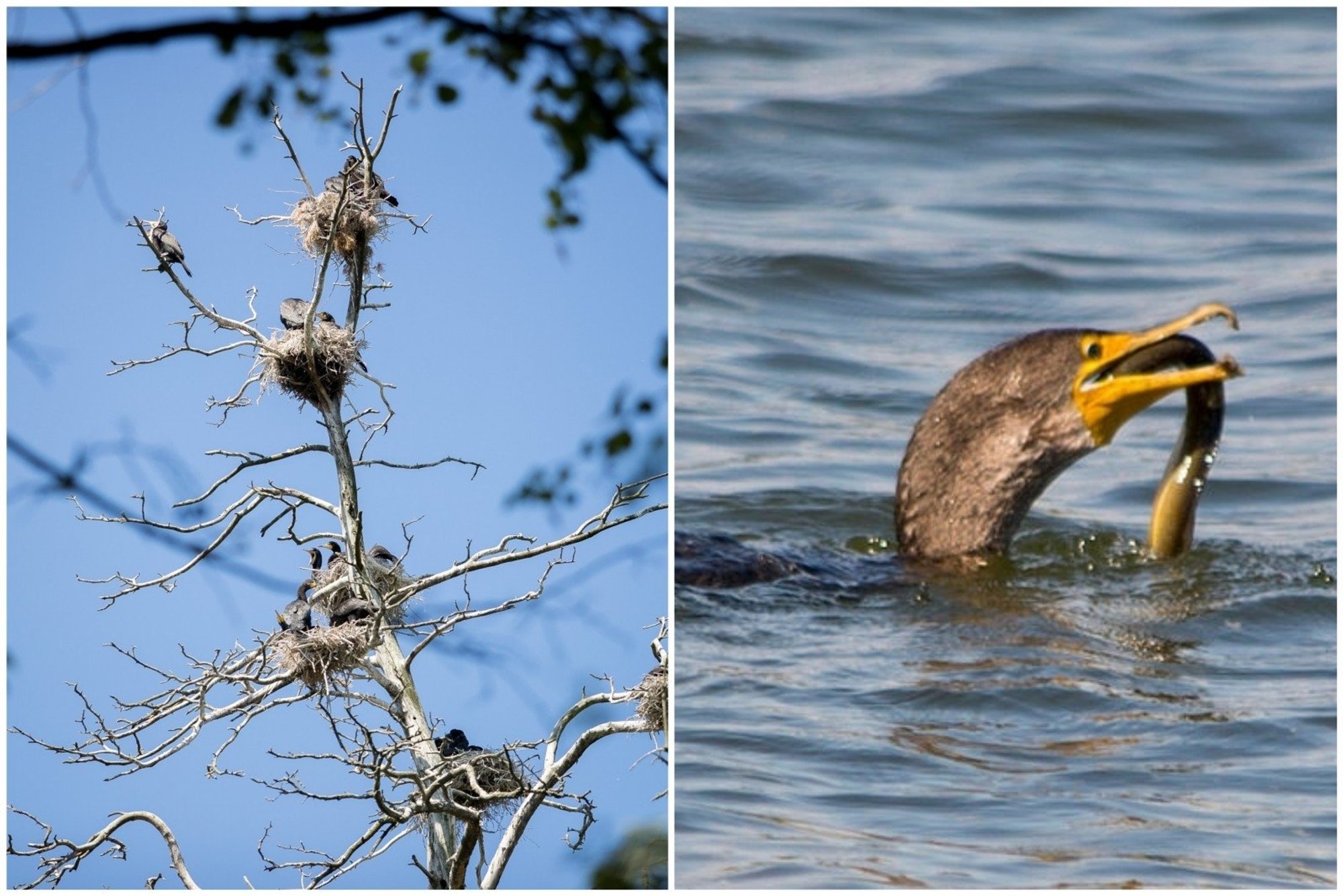 Kormoranai keliasi į naujas vietas: užfiksuotos dar 3 kolonijos - Delfi ...
